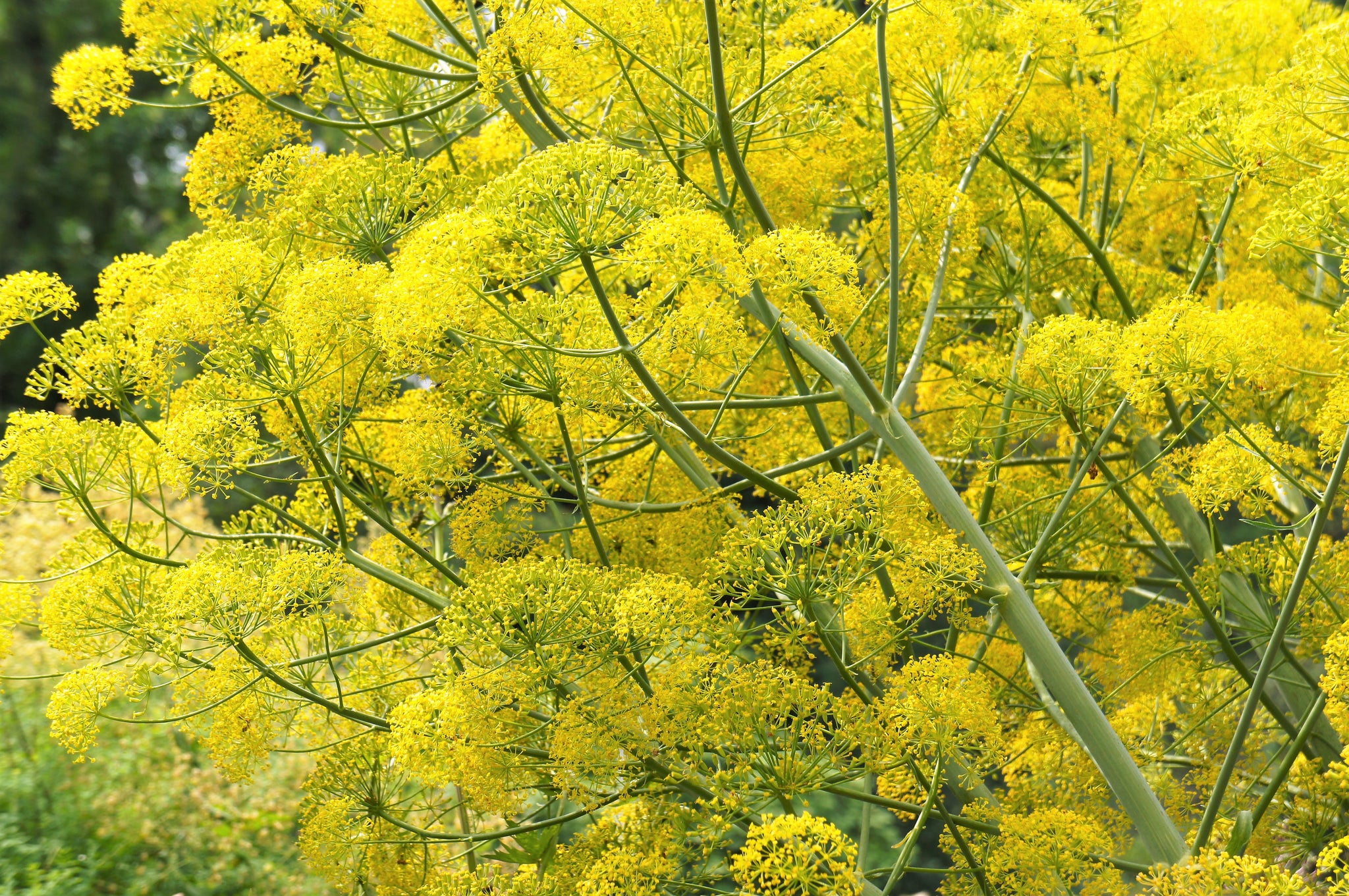 15 GIANT FENNEL Ferula Communis Gigantea Yellow Flower Herb Seeds ...