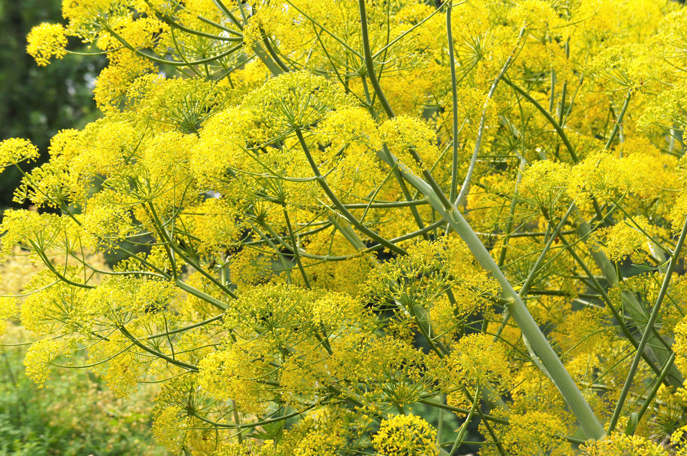 15 GIANT FENNEL Ferula Communis Gigantea Yellow Flower Herb Seeds ...