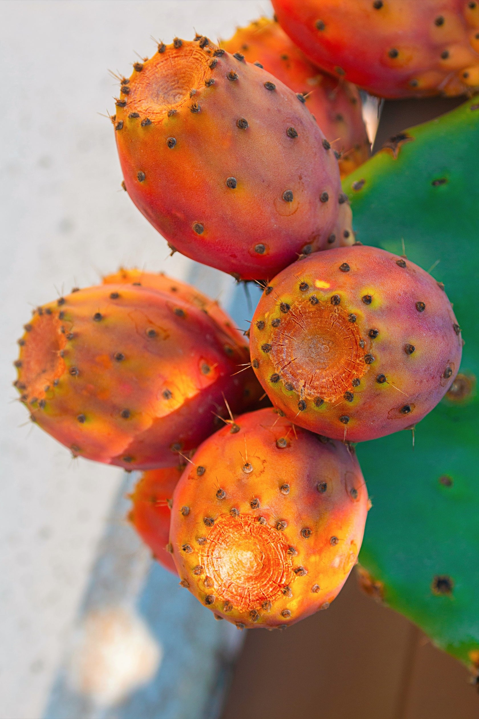 10 Orange PRICKLY PEAR CACTUS Nopal Indian Fig Opuntia Ficus-Indica Fr ...