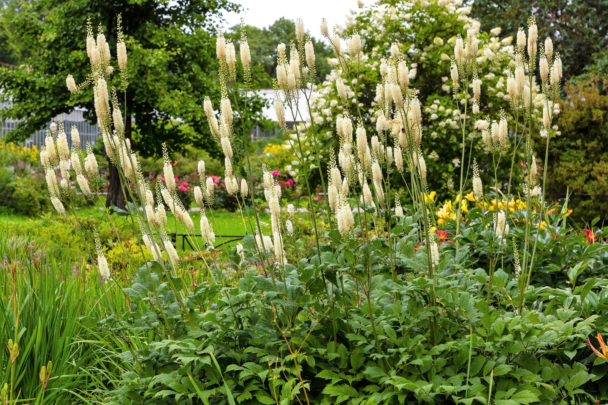 50 BLACK COHOSH Bugbane Actaea Racemosa Cimicifuga Bugbane Snakeroot N – Seedville USA