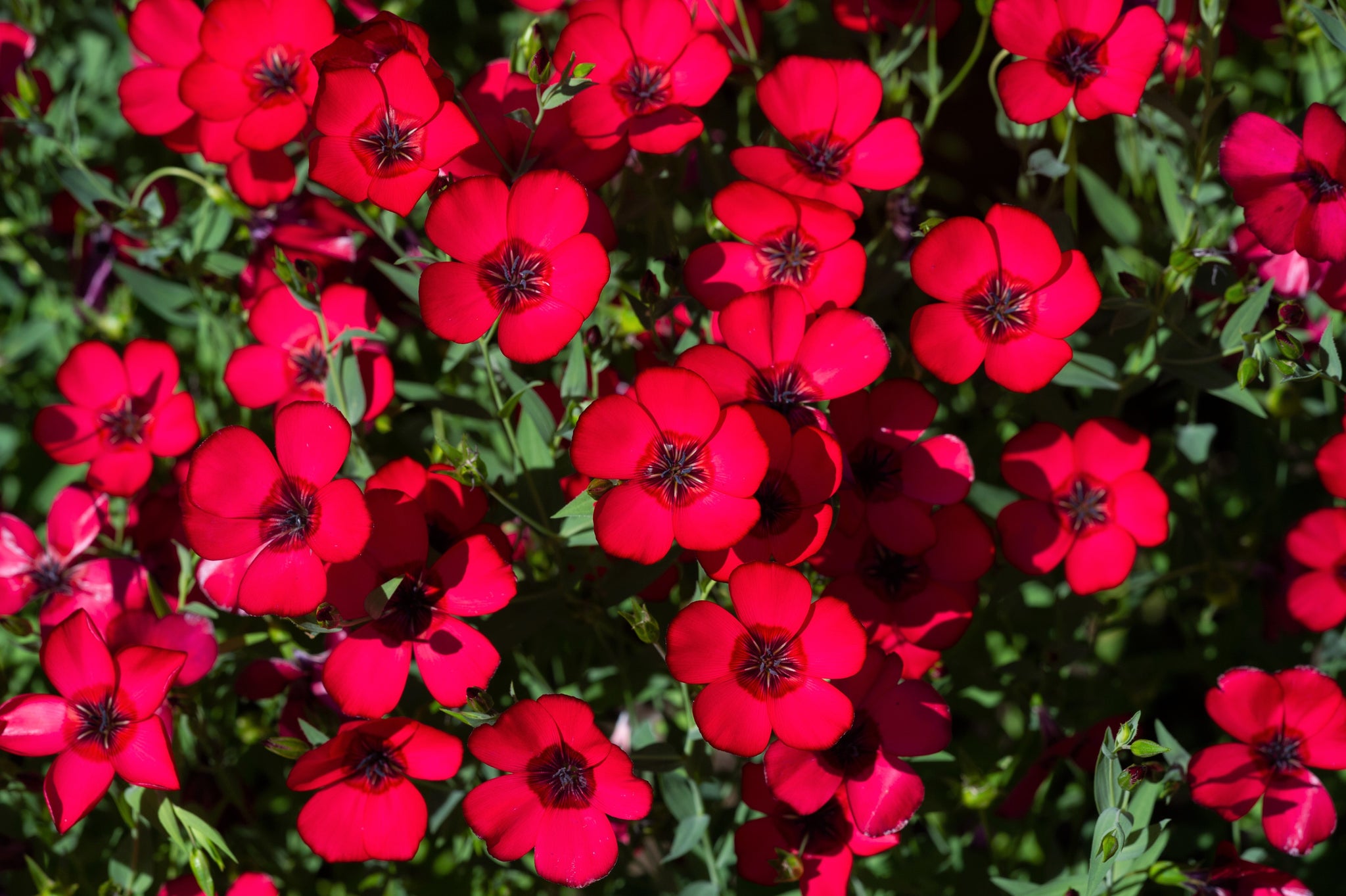 500 Red SCARLET FLAX Linum Grandiflorum Rubrum Flower Seeds – Seedville USA