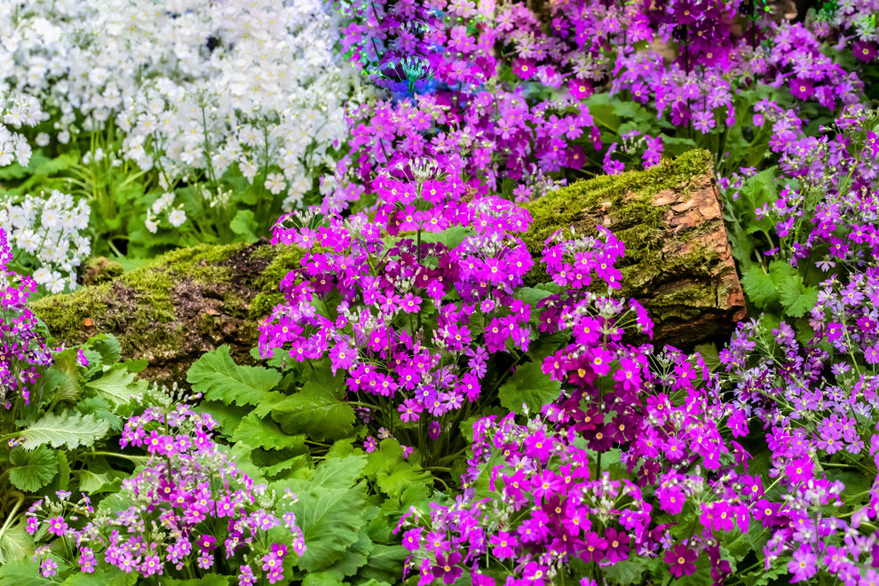 100 Mixed Colors FAIRY PRIMROSE Primula Malacoides Red Pink Purple Whi ...