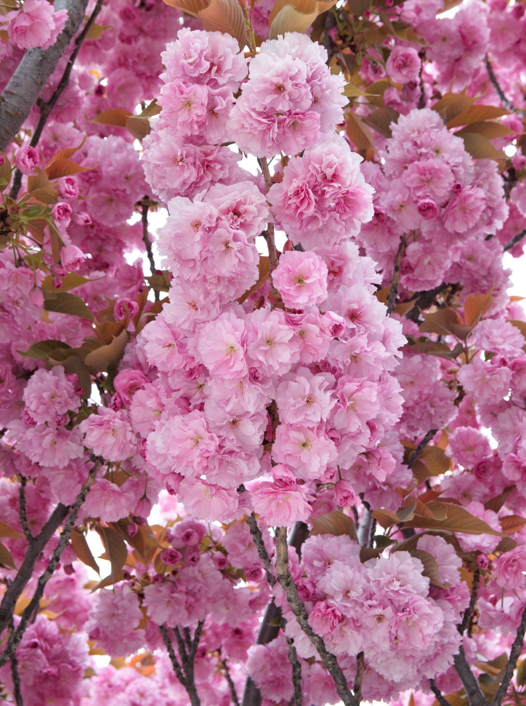 10 JAPANESE FLOWERING CHERRY Tree Oriental Prunus Serrulata Flower See ...