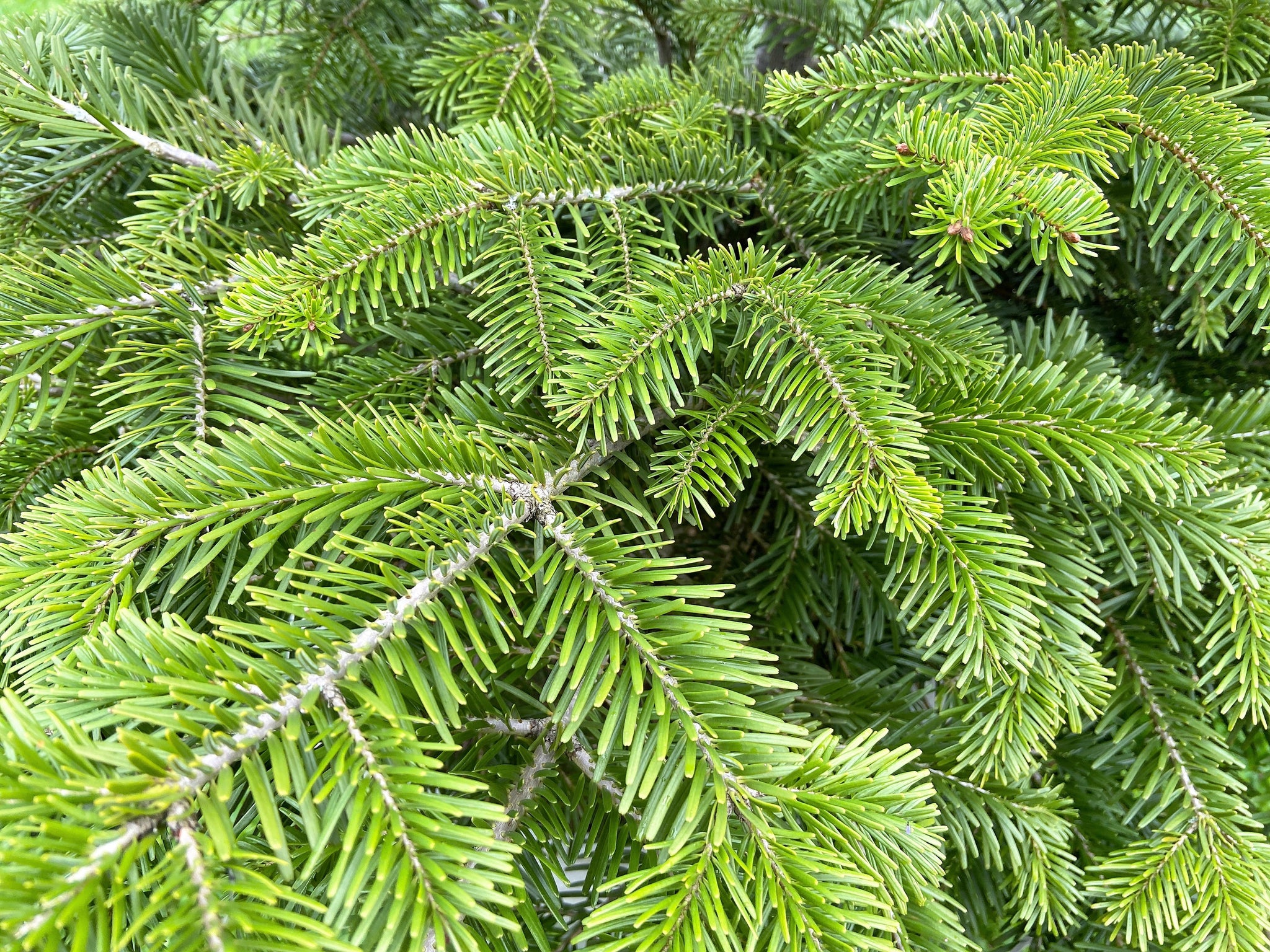 30 BALSAM FIR Tree Abies Balsamea Christmas Tree Silver Pine Canadian ...