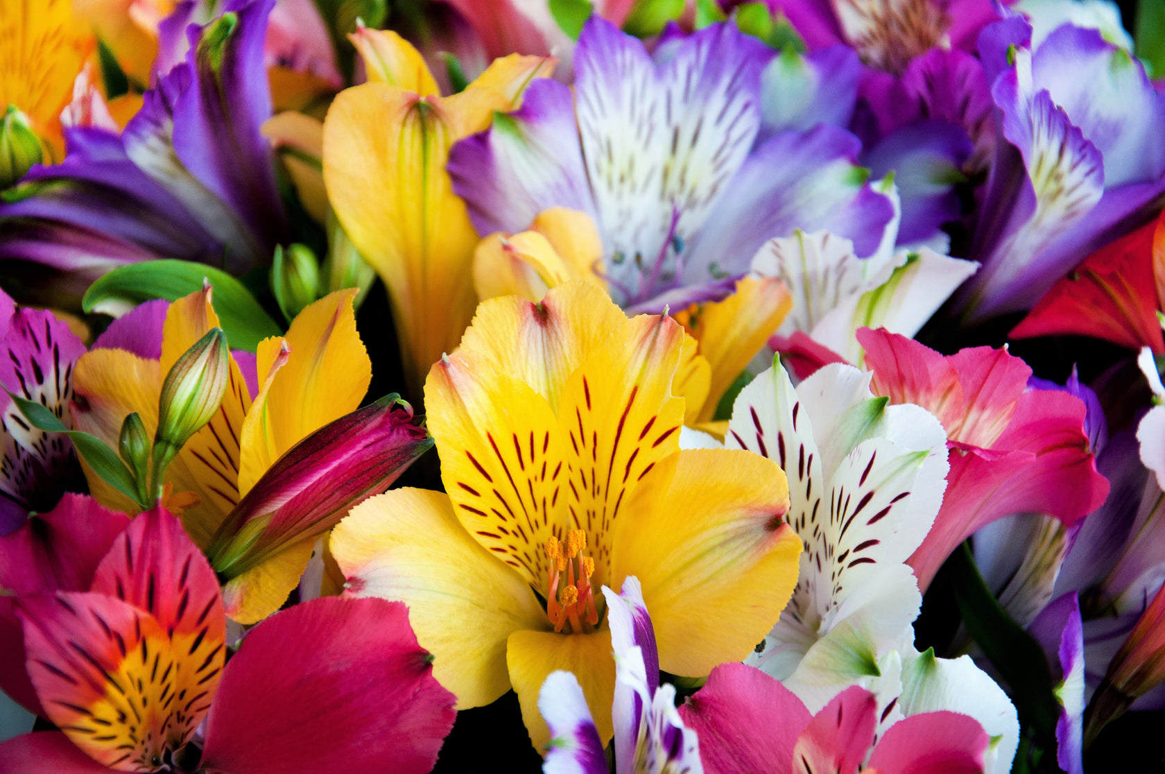10 PERUVIAN LILY MIX Alstroemeria Ligtu Myers Hybrids Mixed Colors Flo ...