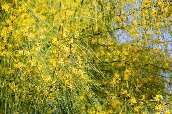 25 JERUSALEM THORN TREE Mexican Palo Verde Parkinsonia Aculeata Yellow ...