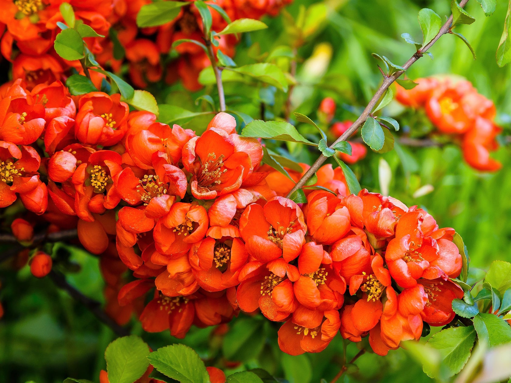 30 FLOWERING QUINCE Fruit Seeds - Pink Red White Orange Flowering Shru ...