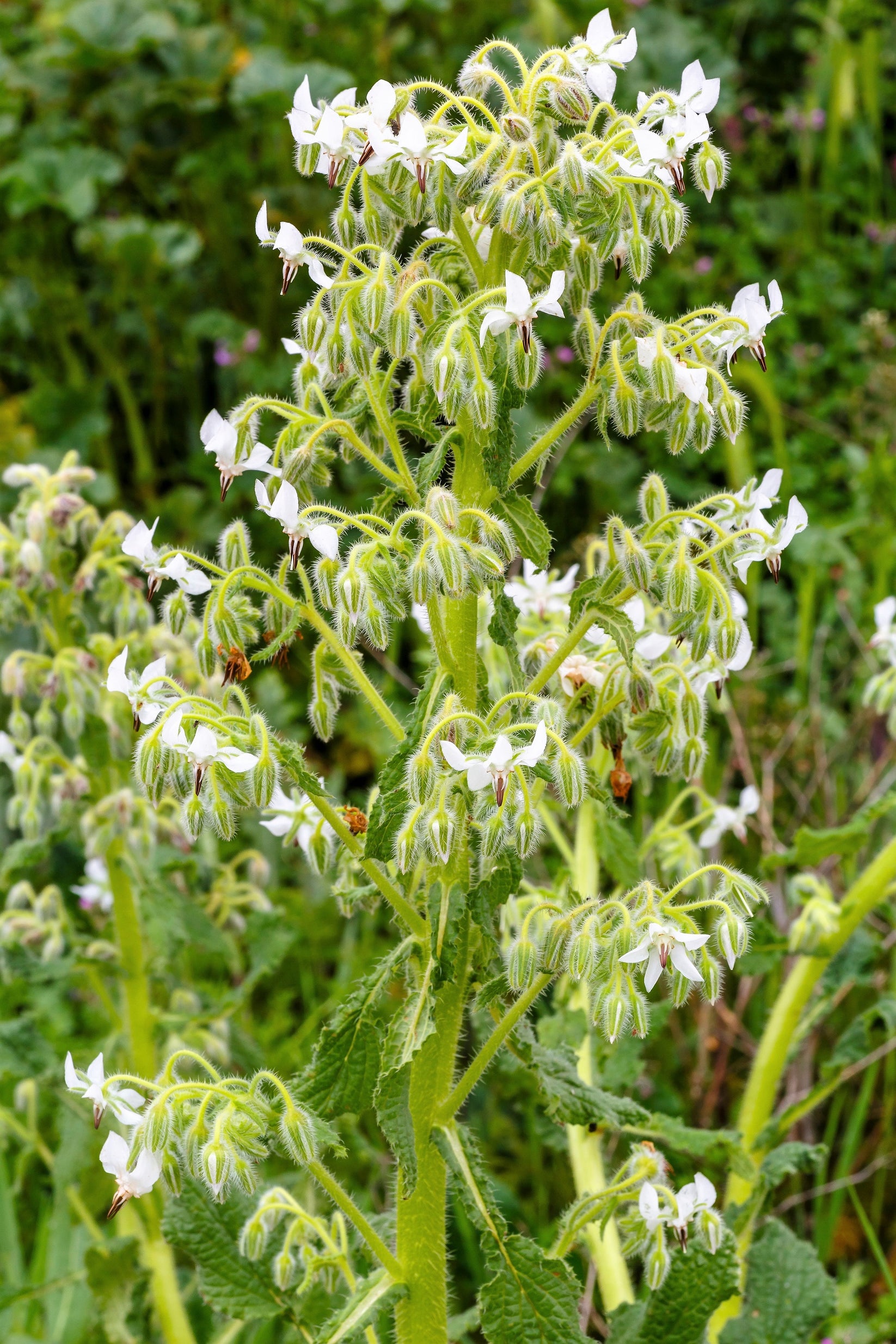 50 WHITE BORAGE Borago Officinalis Bianca Herb Flower Seeds – Seedville USA