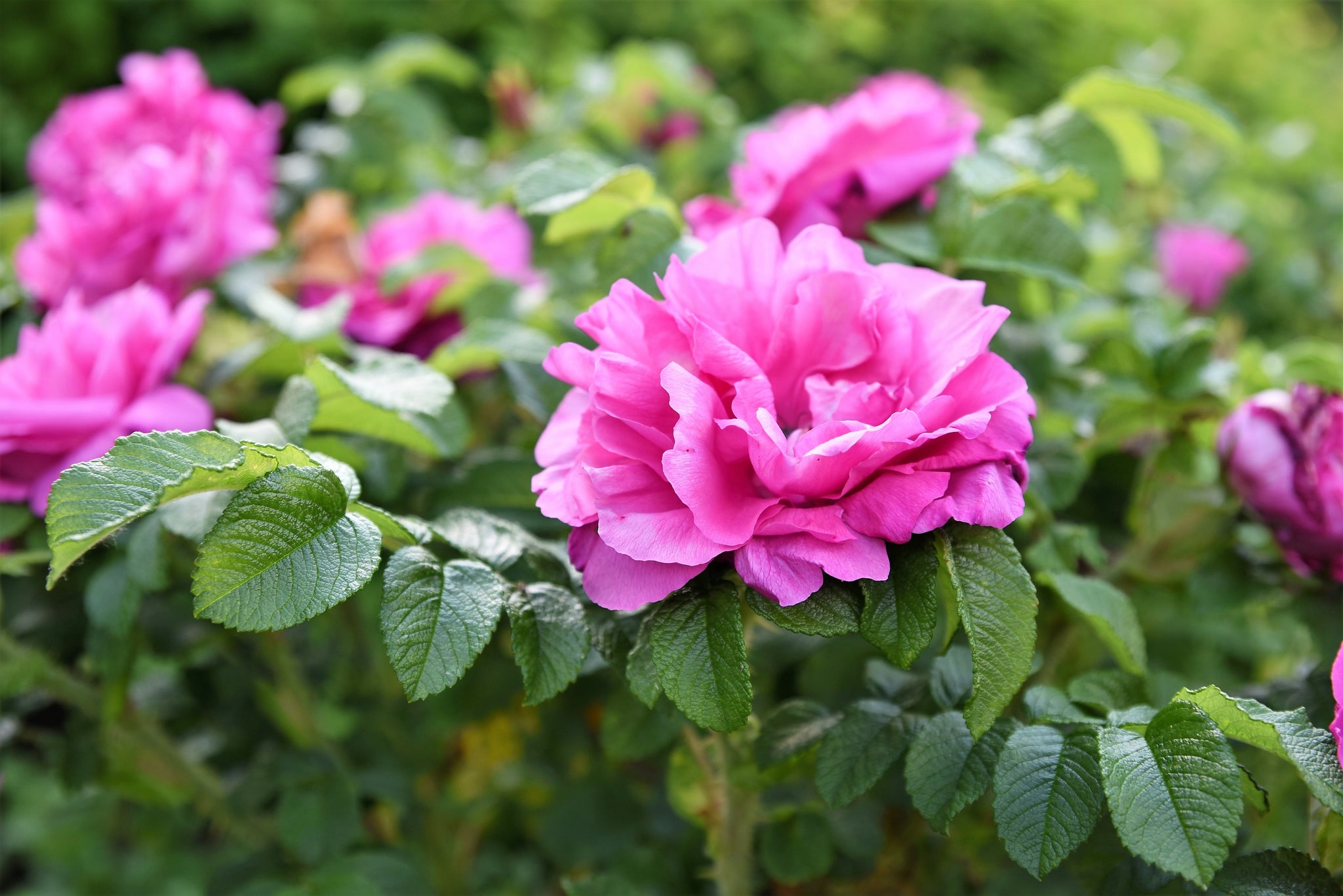 50 Pink BEACH ROSE aka Seaside or Sand Rose, Beach Tomato Rosa Rugosa ...