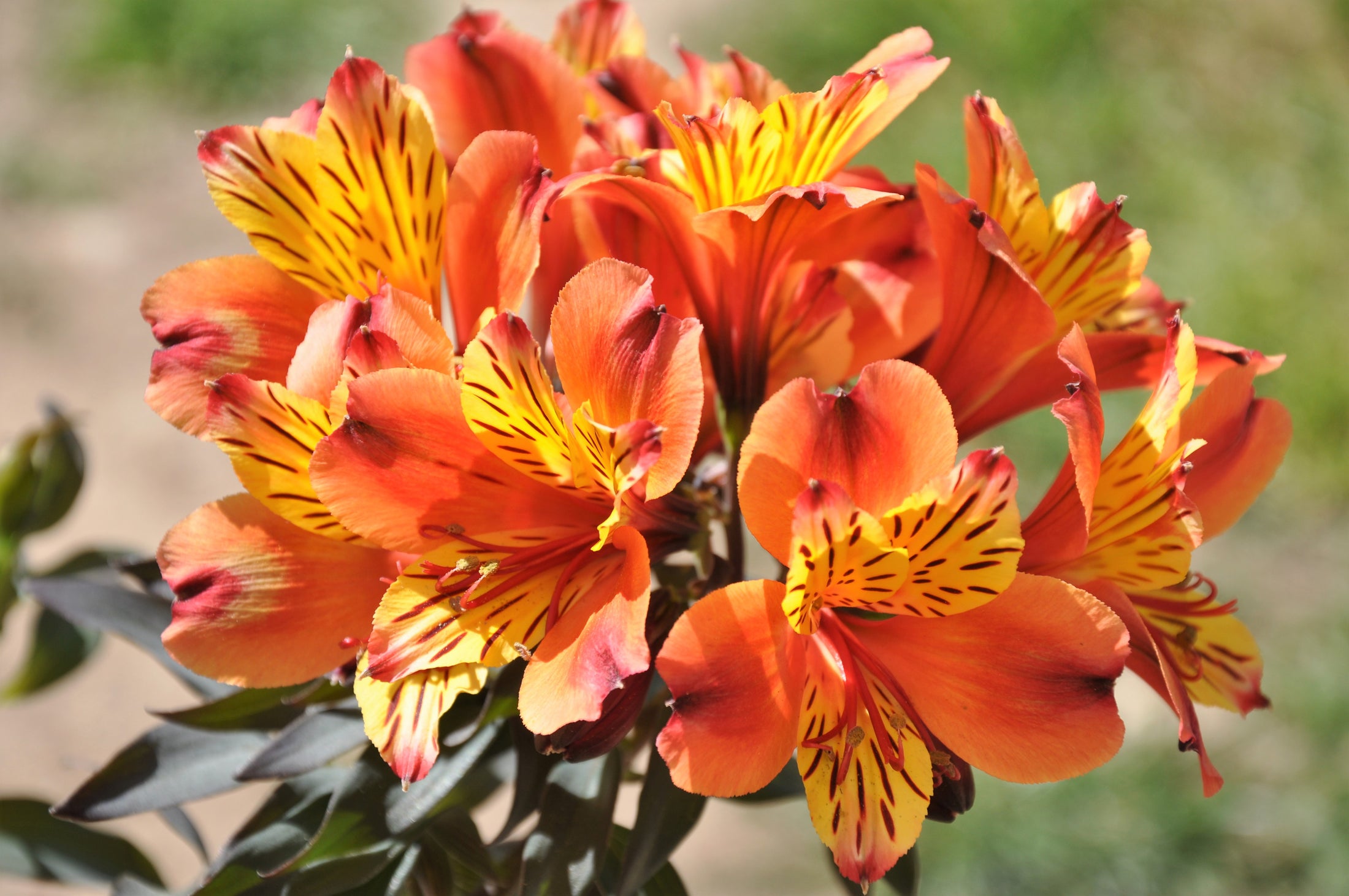 10 PERUVIAN LILY MIX Alstroemeria Ligtu Myers Hybrids Mixed Colors Flo ...