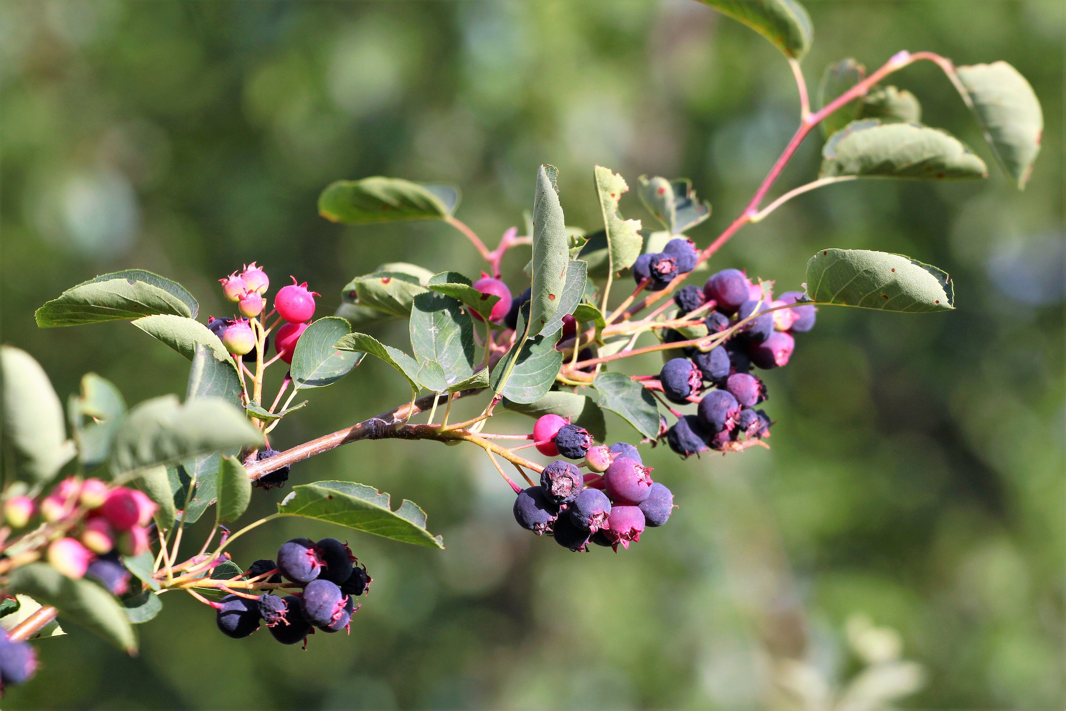 20 SASKATOON SERVICEBERRY aka Western, Pacific, Juneberry, Shadbush Am ...
