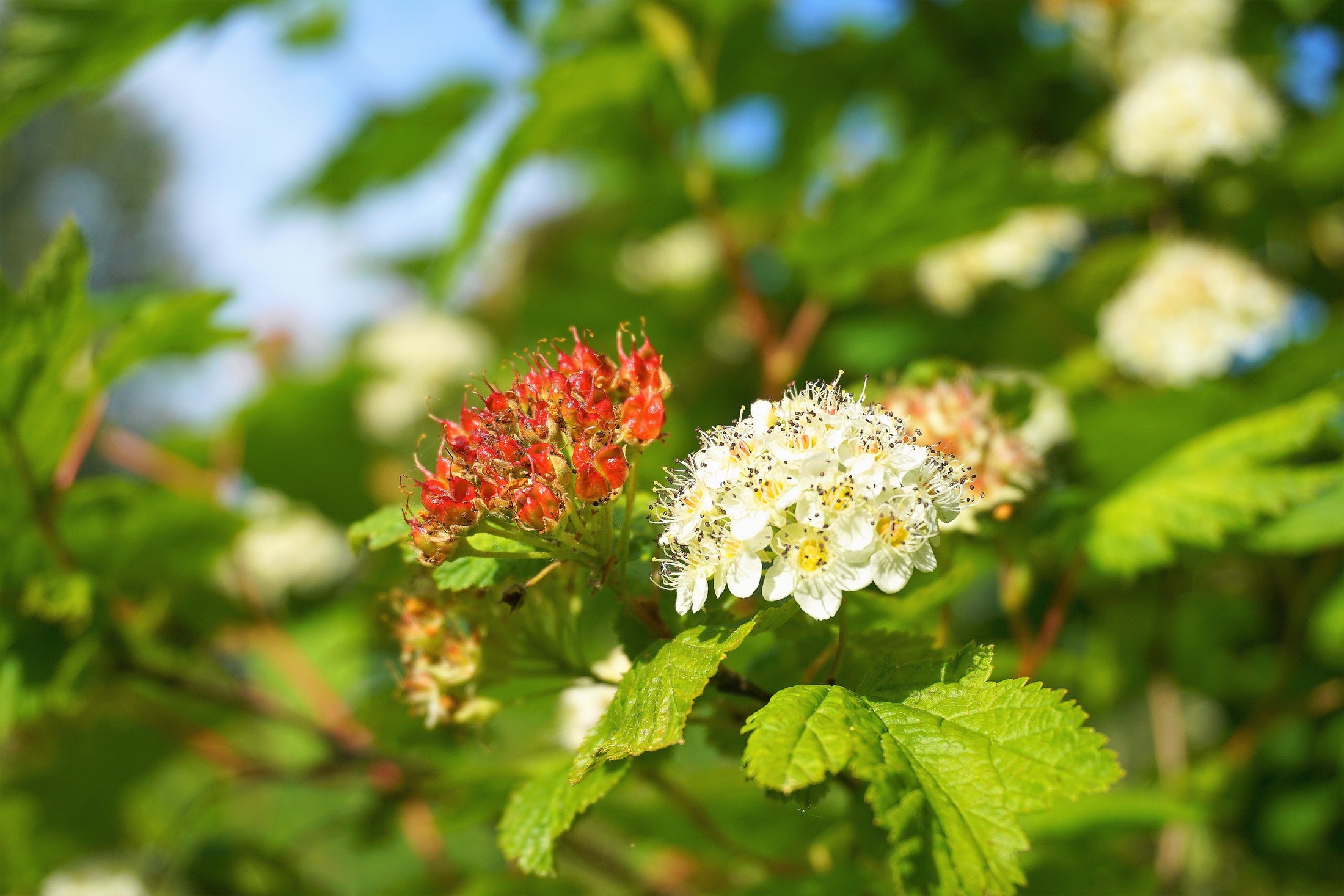 50 PACIFIC NINEBARK Physocarpus Capitatus Western Ninebark Native Whit ...