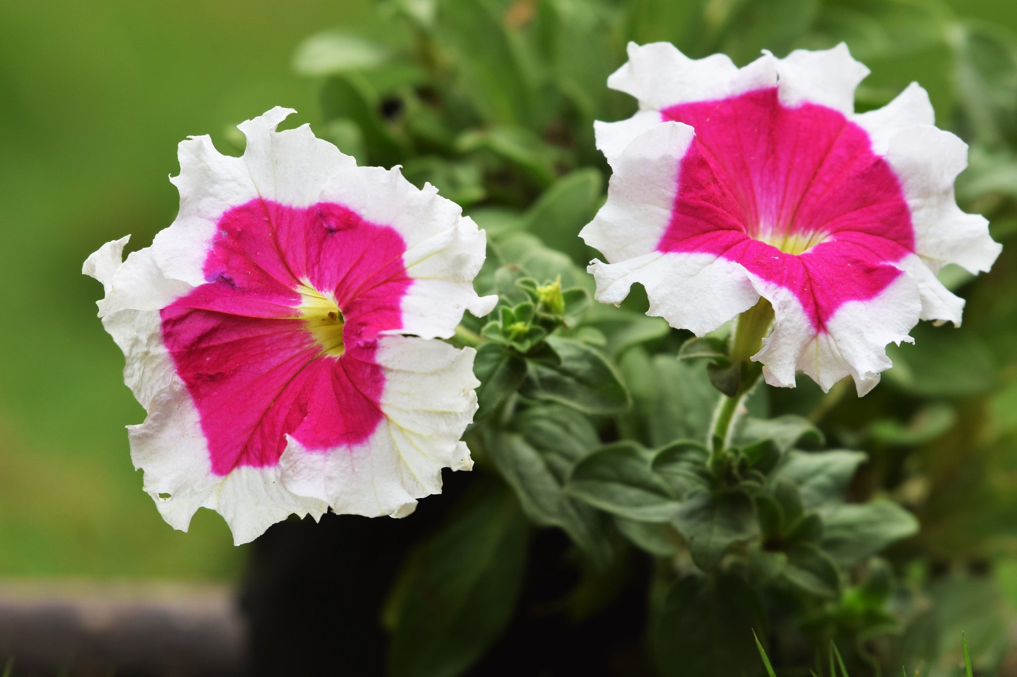 50 PICOTEE MIX PETUNIA Multiflora Mixed Colors Bicolor White Blue Purp ...