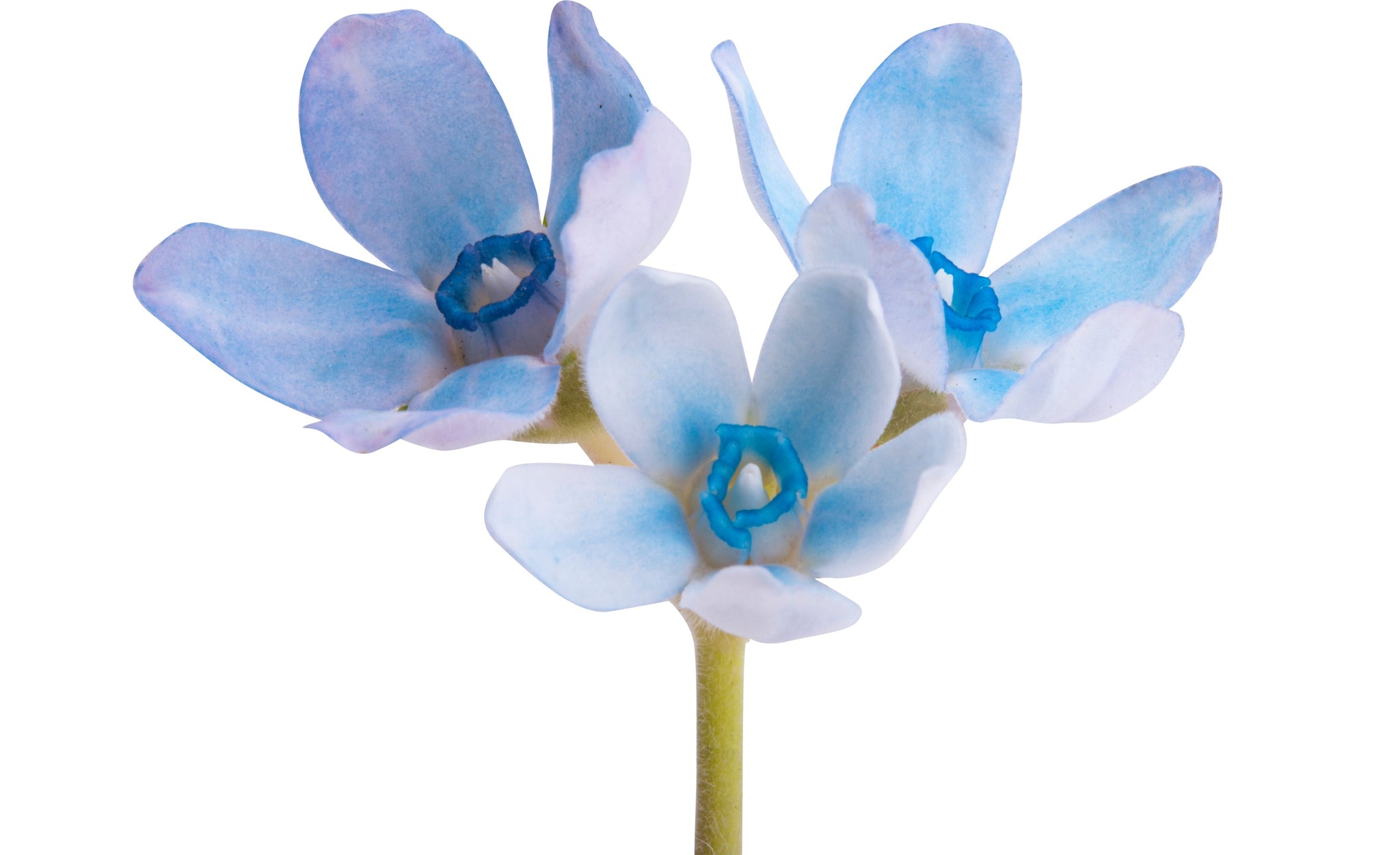 10 TWEEDIA BLUE MILKWEED Southern Star of Argentine Tweedia Caerulea s ...