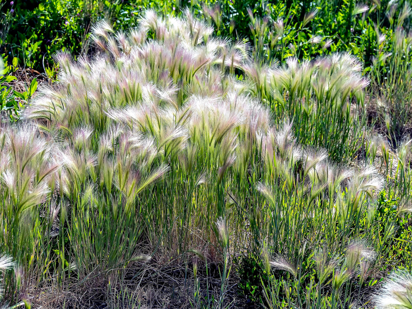 40 SQUIRREL TAIL Barley GRASS (Foxtail Barley) Hordeum Jubatum Ornamen ...