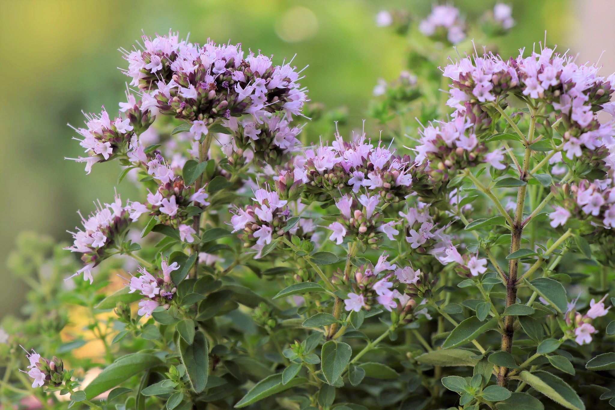 2000 SWEET MARJORAM Origanum Majorana Herb Flower Seeds – Seedville USA