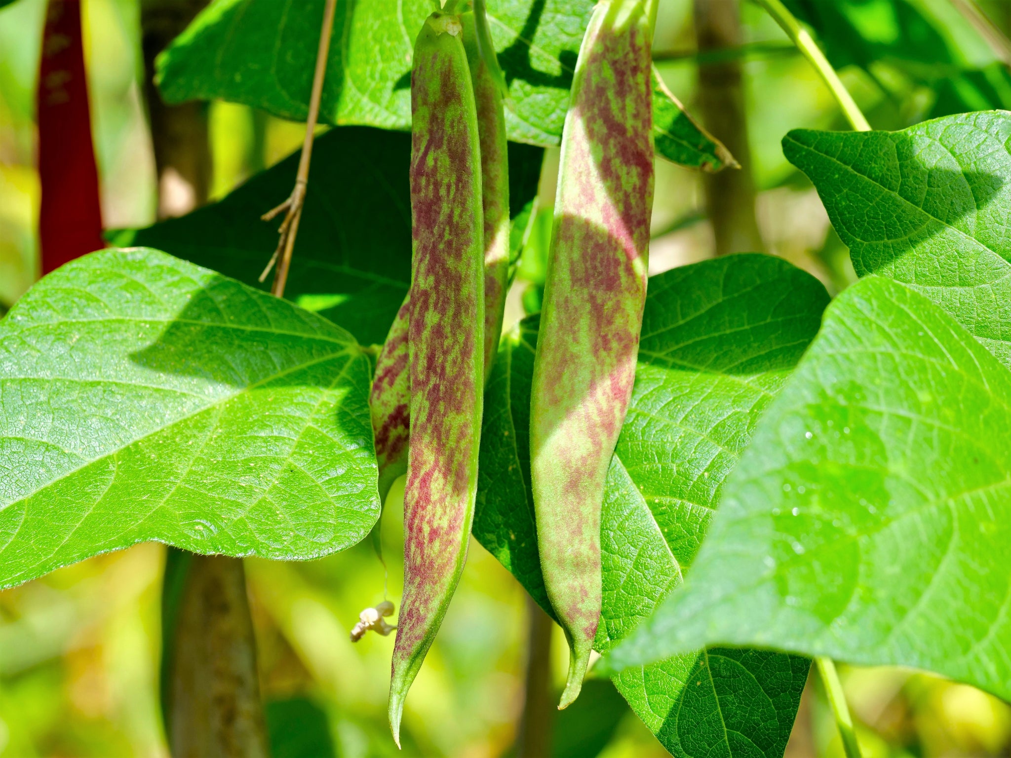 25 DWARF HORTICULTURE BEAN Taylor Long French Phaseolus Vulgaris Veget ...