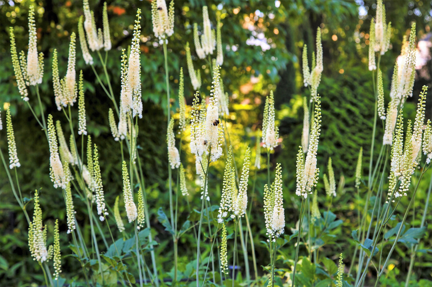 50 BLACK COHOSH Bugbane Actaea Racemosa Cimicifuga Bugbane Snakeroot N ...