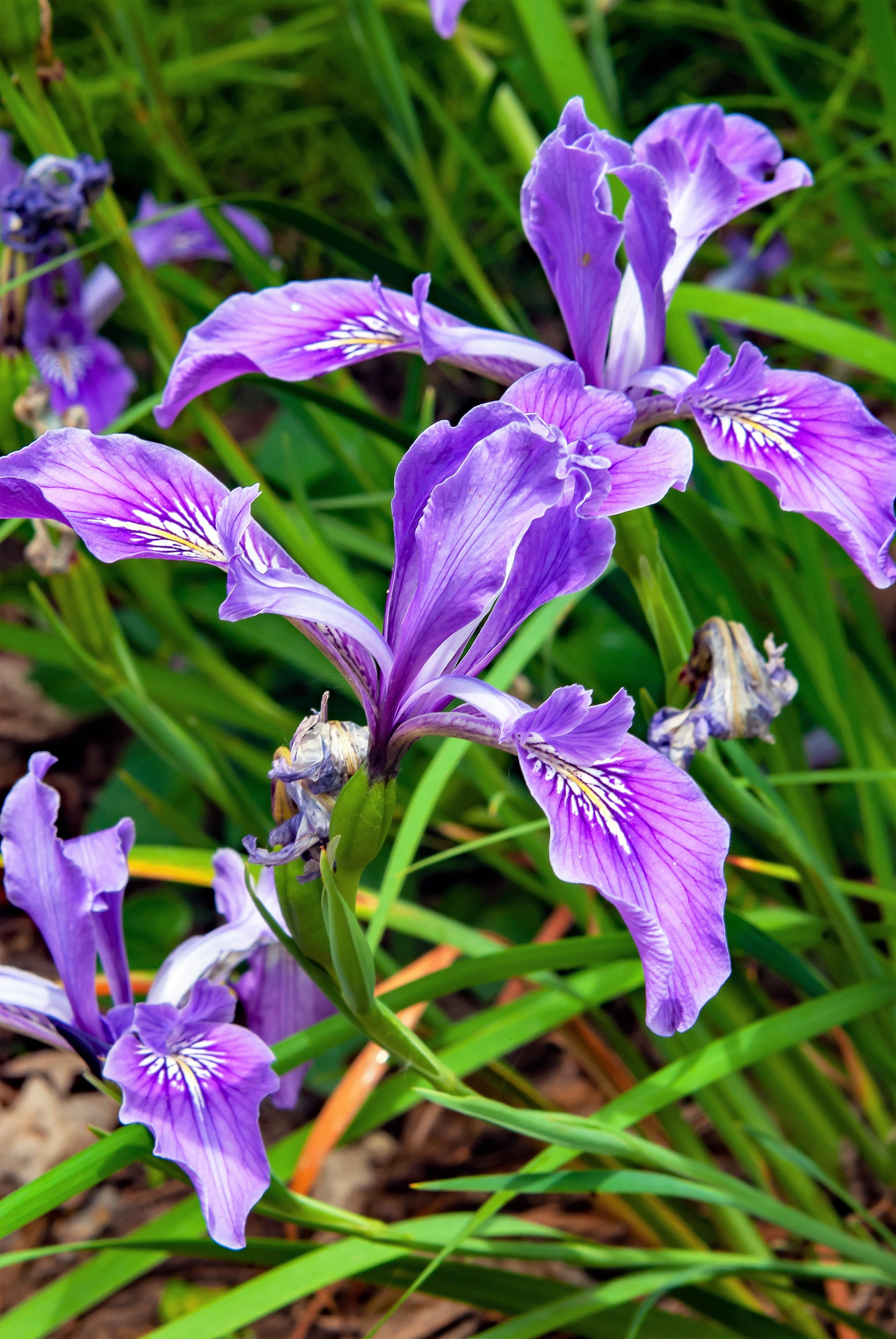 20 Blue & Purple OREGON IRIS ( Tough-Leaf Iris ) Iris Tenax Flower See ...