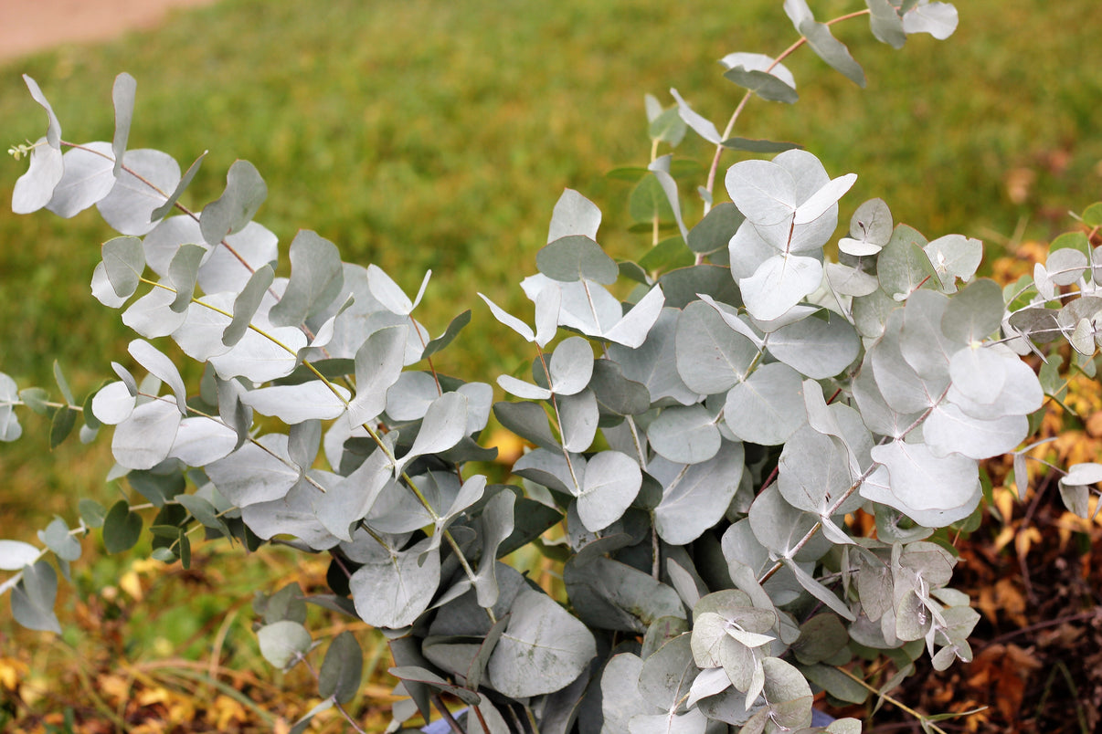 20 SILVER DROP EUCALYPTUS Gunnii Cider Gum Silver Blue Foliage Florist ...