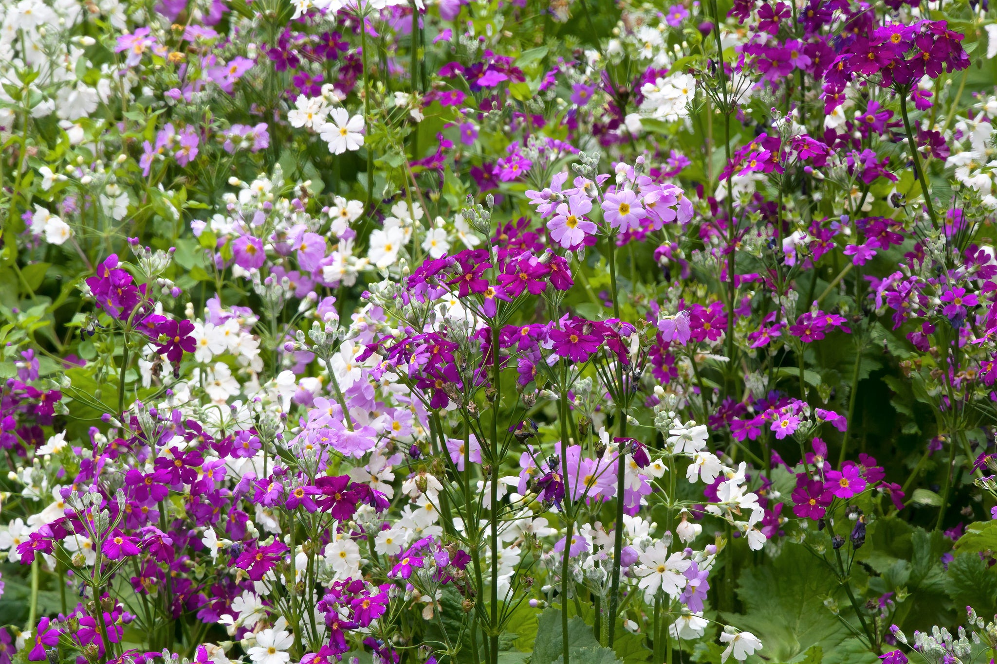 100 Mixed Colors FAIRY PRIMROSE Primula Malacoides Red Pink Purple Whi ...