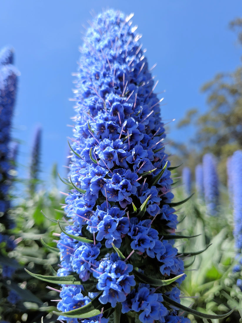40 Blue PRIDE OF MADEIRA Echium Candicans Fastuosum Nectar Flower Seed ...