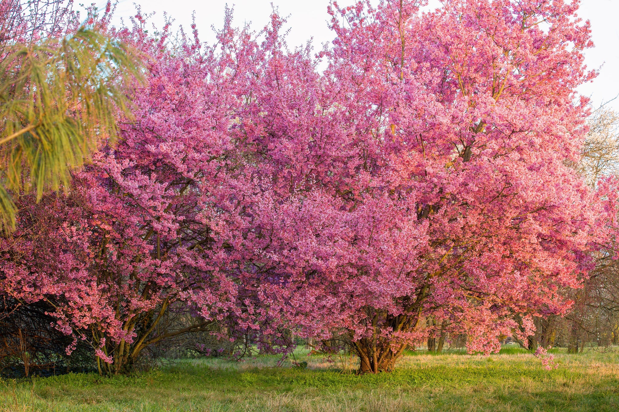 5 MANCHURIAN APRICOT Fruit Tree Flowering Prunus Mandshurica Seeds ...