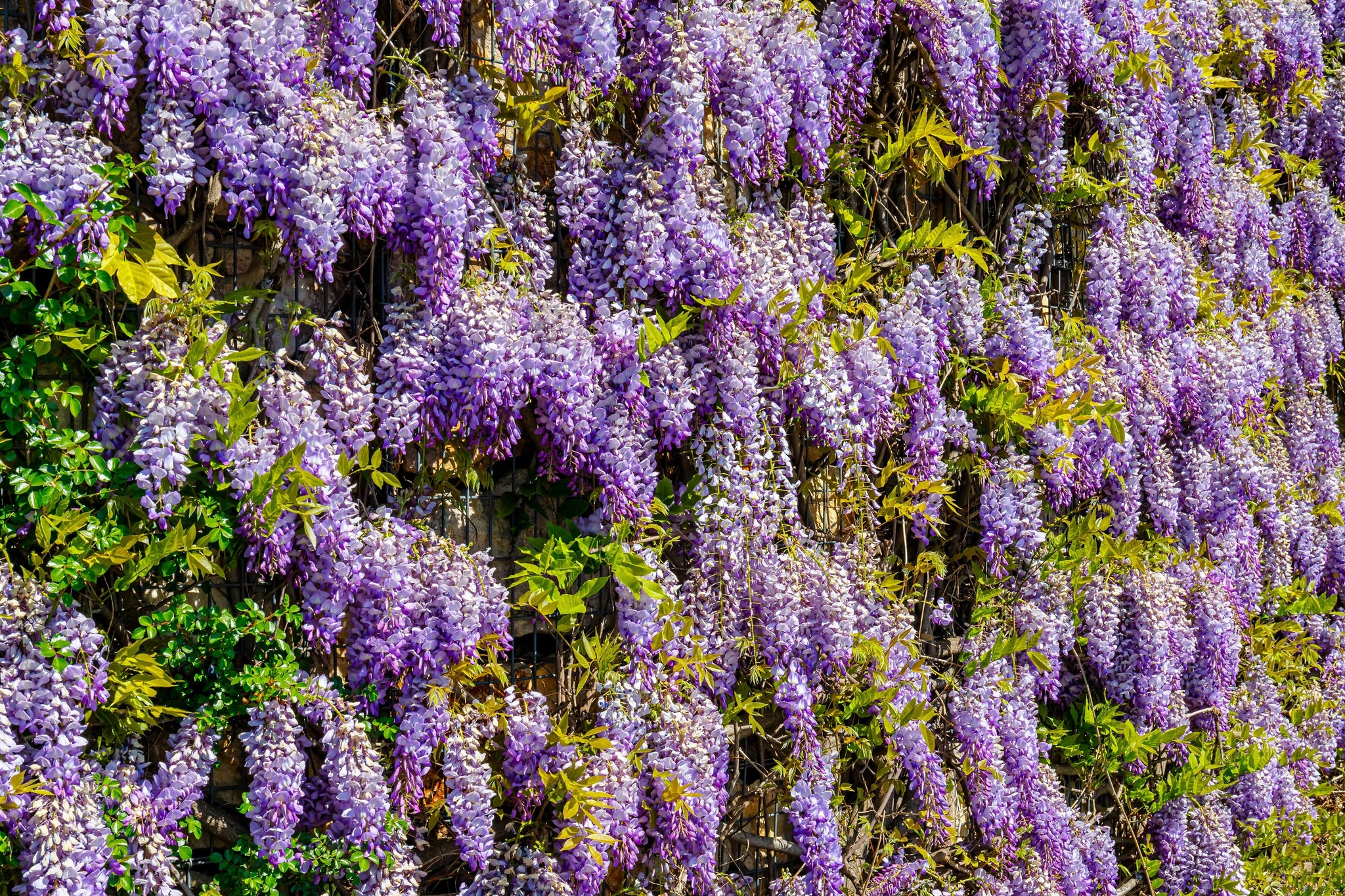 5 BLUE CHINESE WISTERIA Sinensis Ornamental Vine Climber Blue Violet P ...