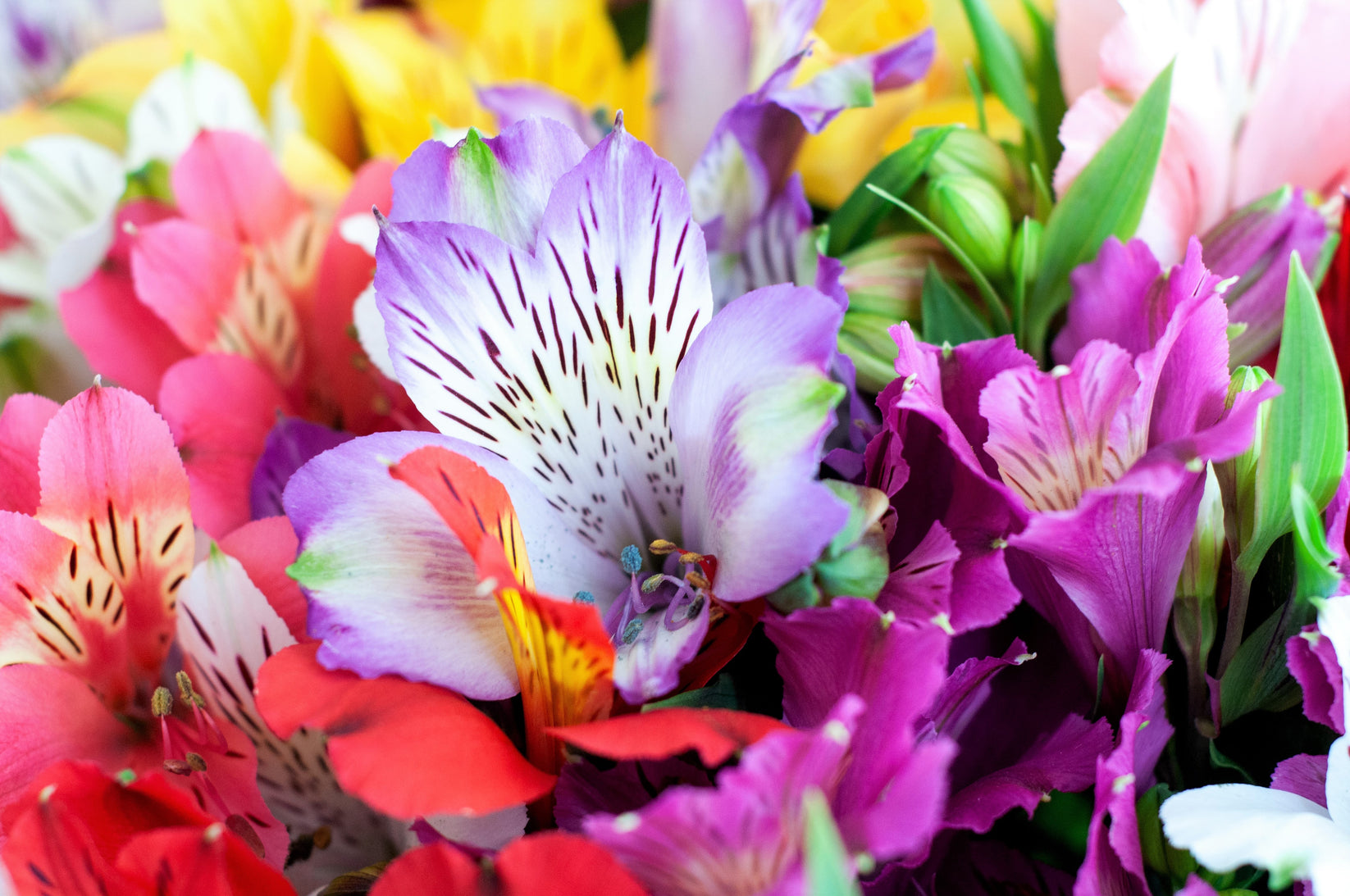 10 PERUVIAN LILY MIX Alstroemeria Ligtu Myers Hybrids Mixed Colors Flo ...