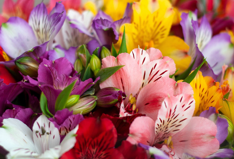 10 PERUVIAN LILY MIX Alstroemeria Ligtu Myers Hybrids Mixed Colors Flo ...