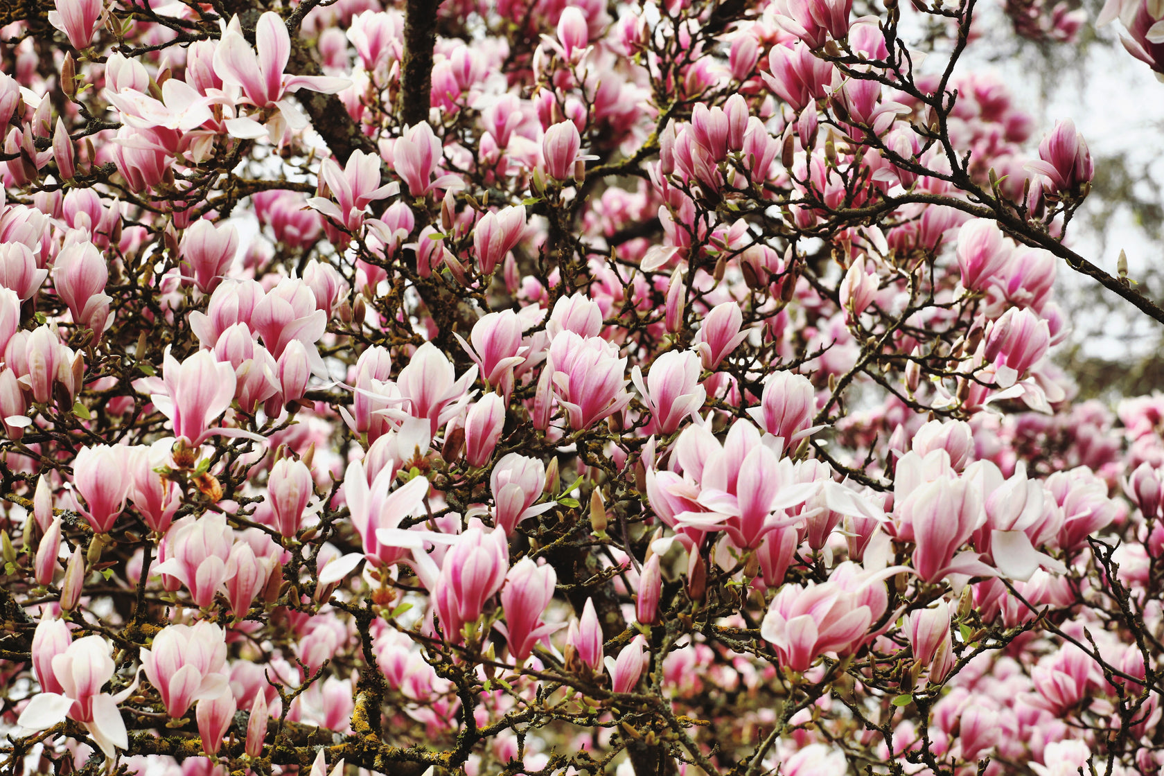 5 LILY MAGNOLIA Flower TREE Pink & Purple Fragrant Tulip Magnol Liliif ...