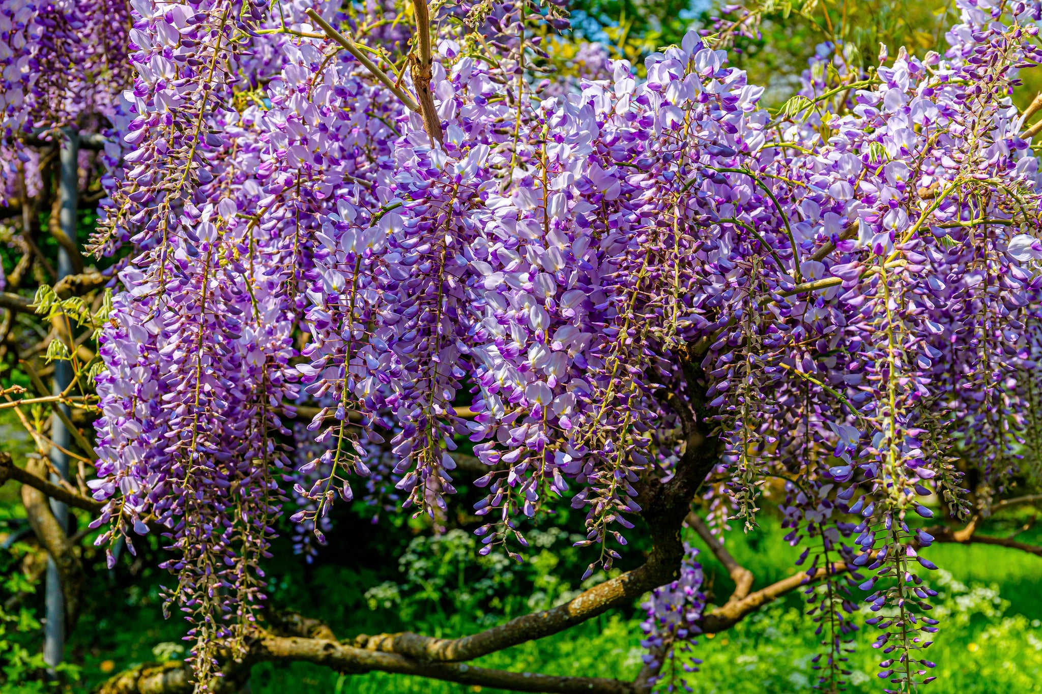 5 BLUE CHINESE WISTERIA Sinensis Ornamental Vine Climber Blue Violet P ...