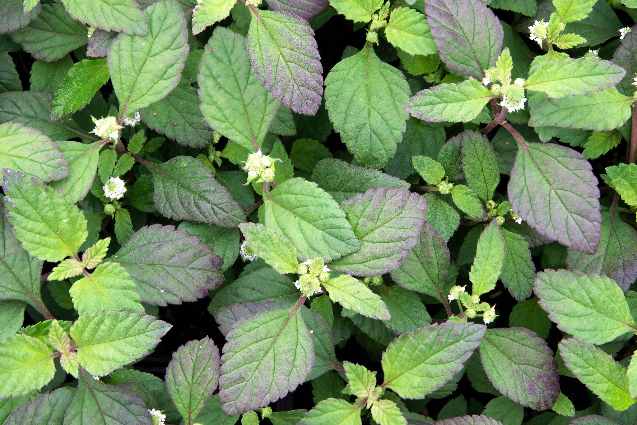 100 AZTEC SWEET HERB aka Honeyherb, Lippia, Mayan Mint, Dulce Buttons ...