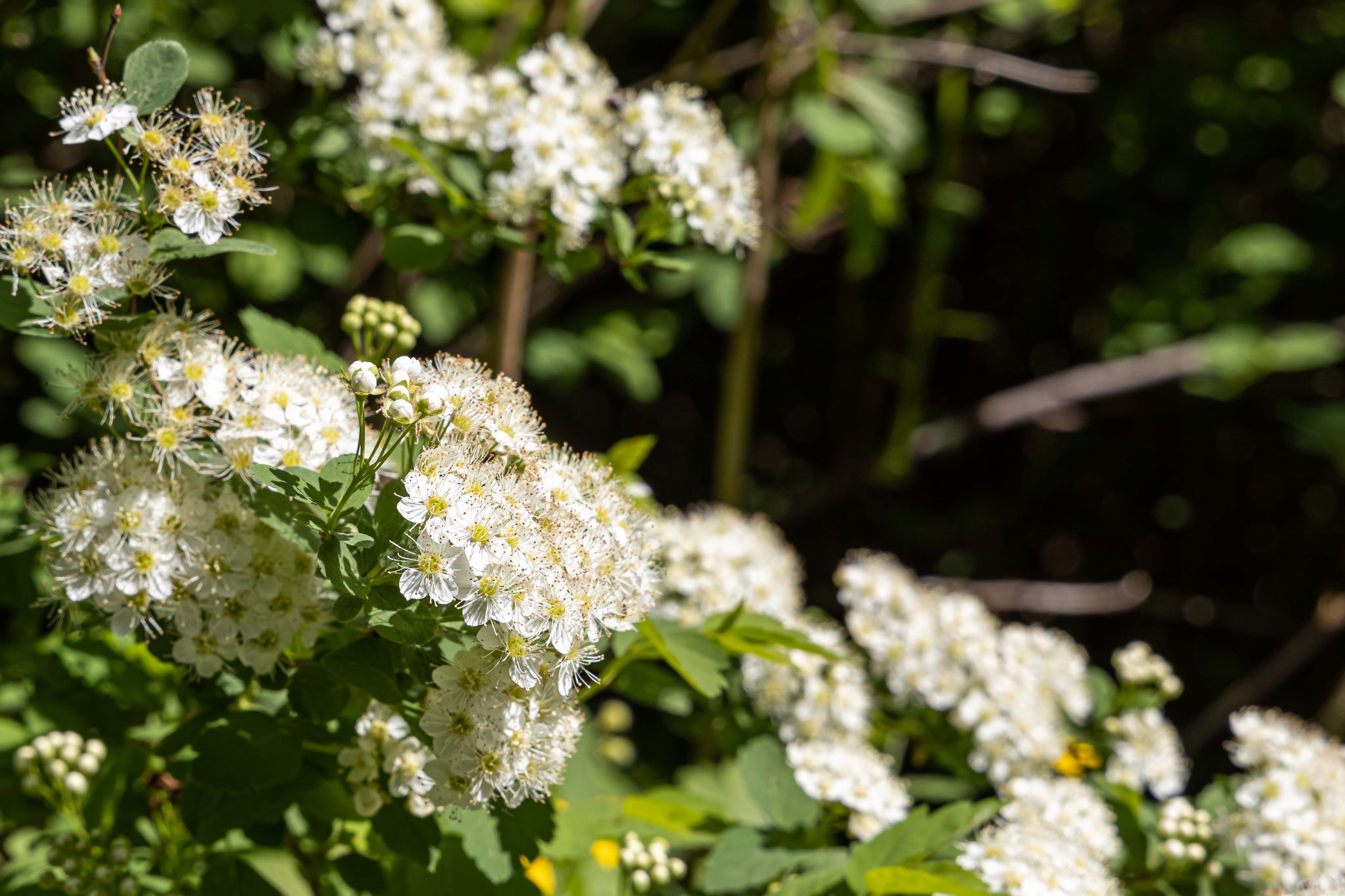 50 PACIFIC NINEBARK Physocarpus Capitatus Western Ninebark Native Whit ...