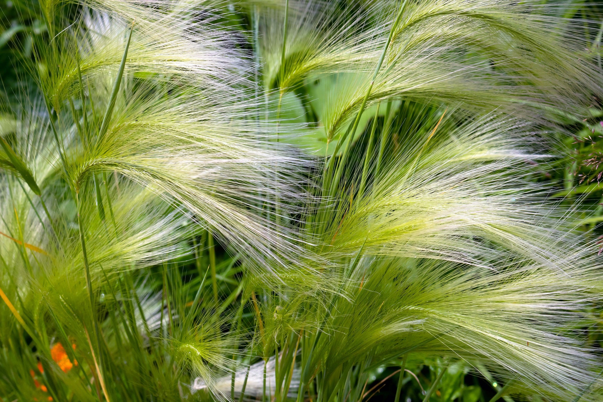 40 SQUIRREL TAIL Barley GRASS (Foxtail Barley) Hordeum Jubatum Ornamen ...