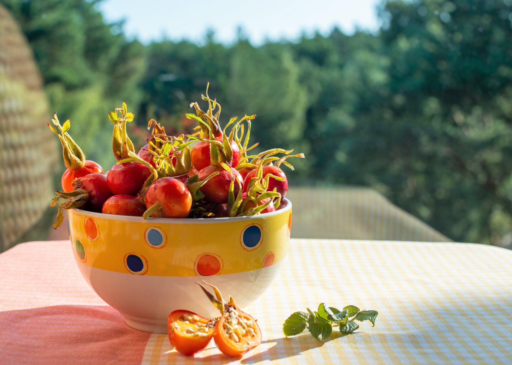50 Pink BEACH ROSE aka Seaside or Sand Rose, Beach Tomato Rosa Rugosa ...