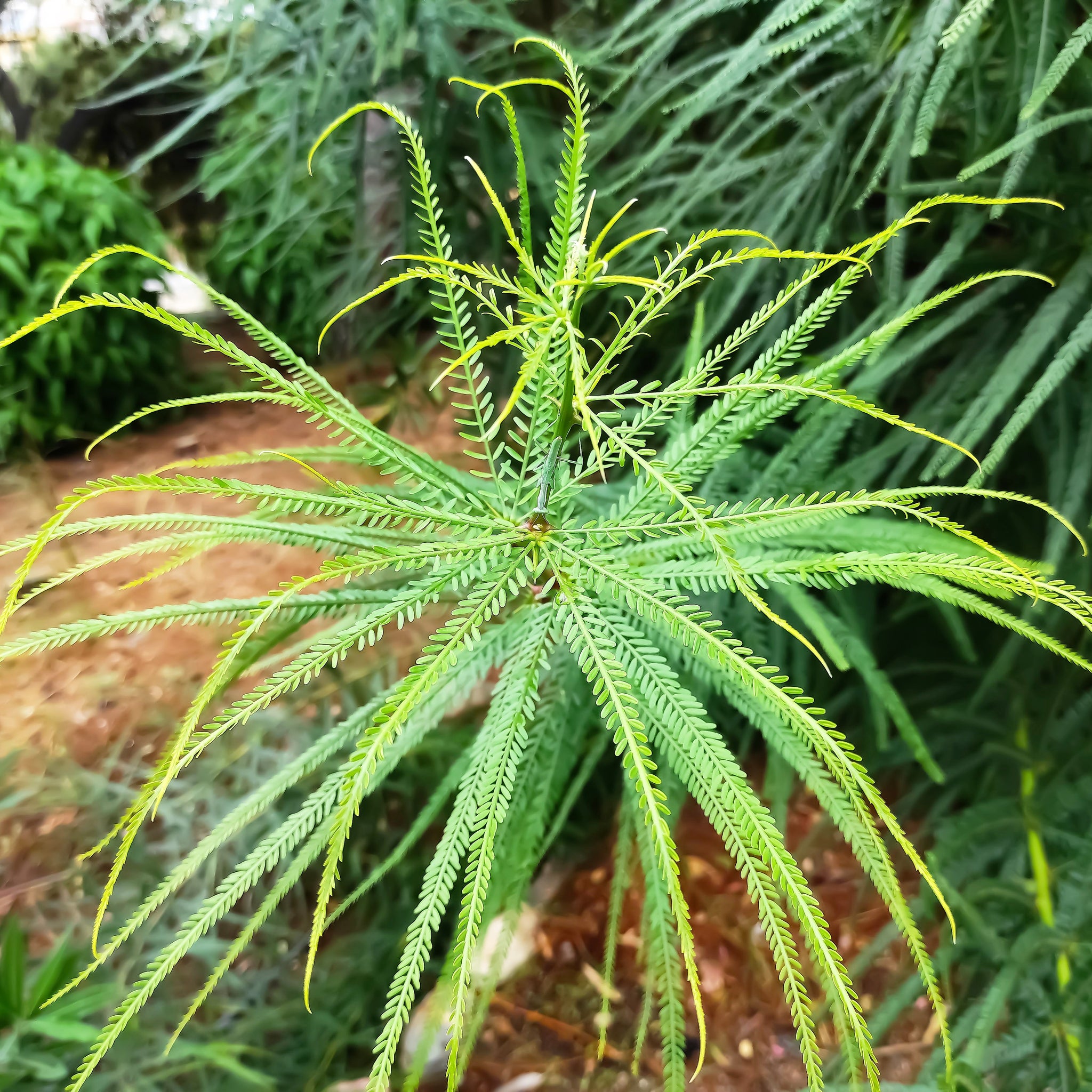 25 JERUSALEM THORN TREE Mexican Palo Verde Parkinsonia Aculeata Yellow ...