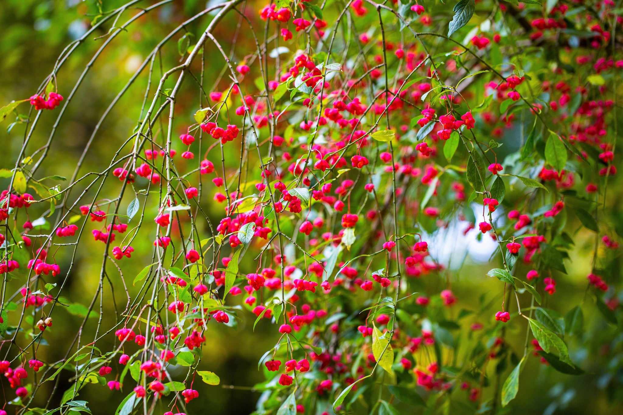 25 EUROPEAN SPINDLE TREE Euonymus Europaeus Spindletree Pink & Orange ...