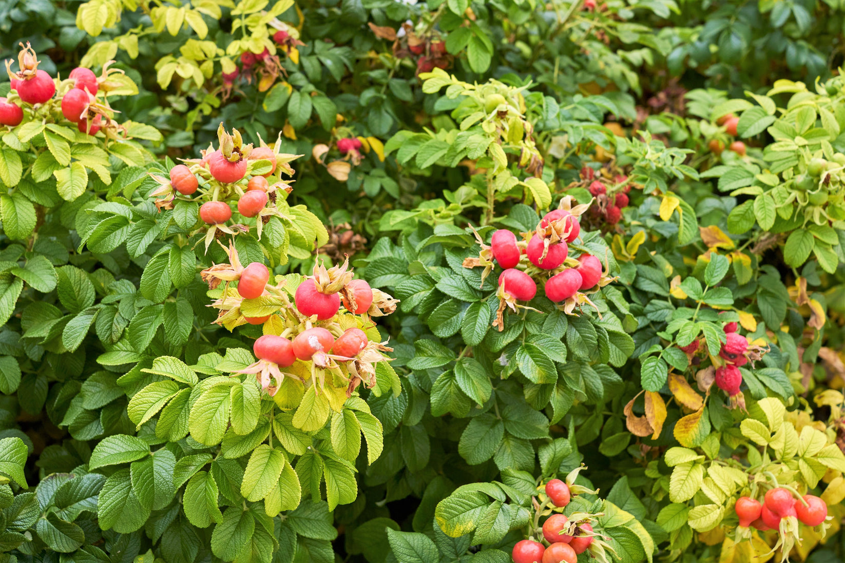50 Pink BEACH ROSE aka Seaside or Sand Rose, Beach Tomato Rosa Rugosa ...