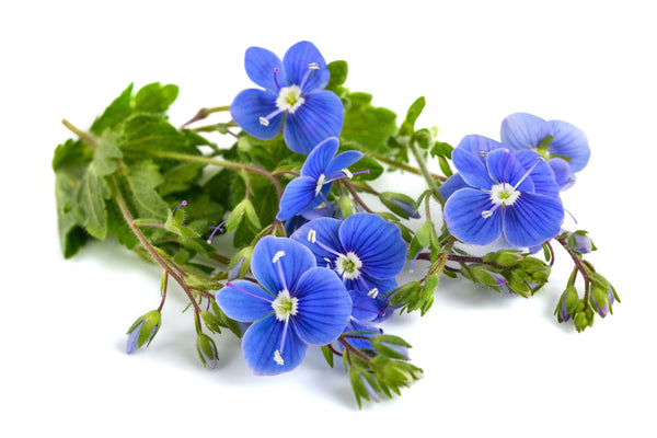 25 CREEPING BLUE SPEEDWELL Veronica Repens Groundcover Flower Seeds ...