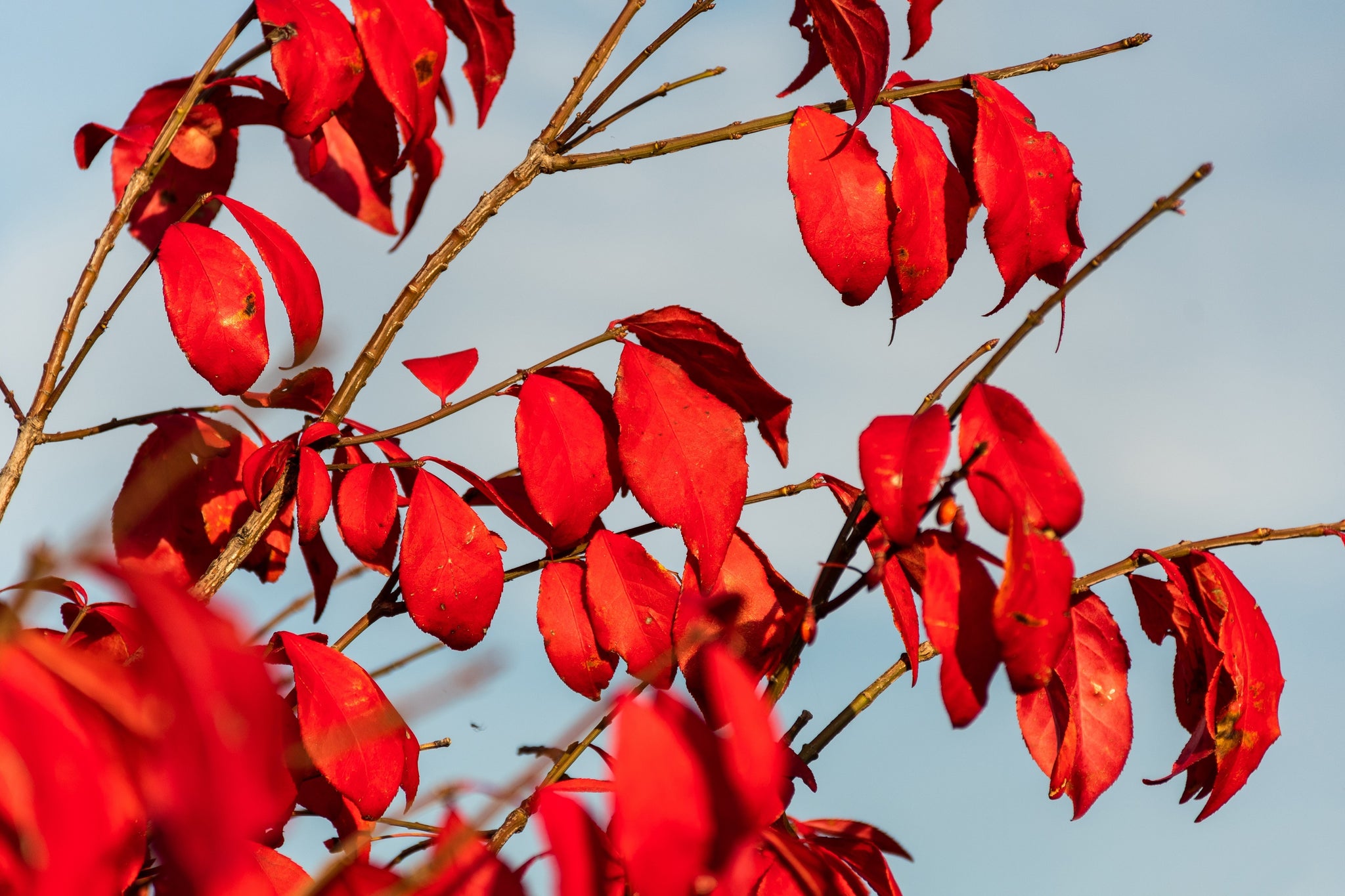 25 EUROPEAN SPINDLE TREE Euonymus Europaeus Spindletree Pink & Orange ...