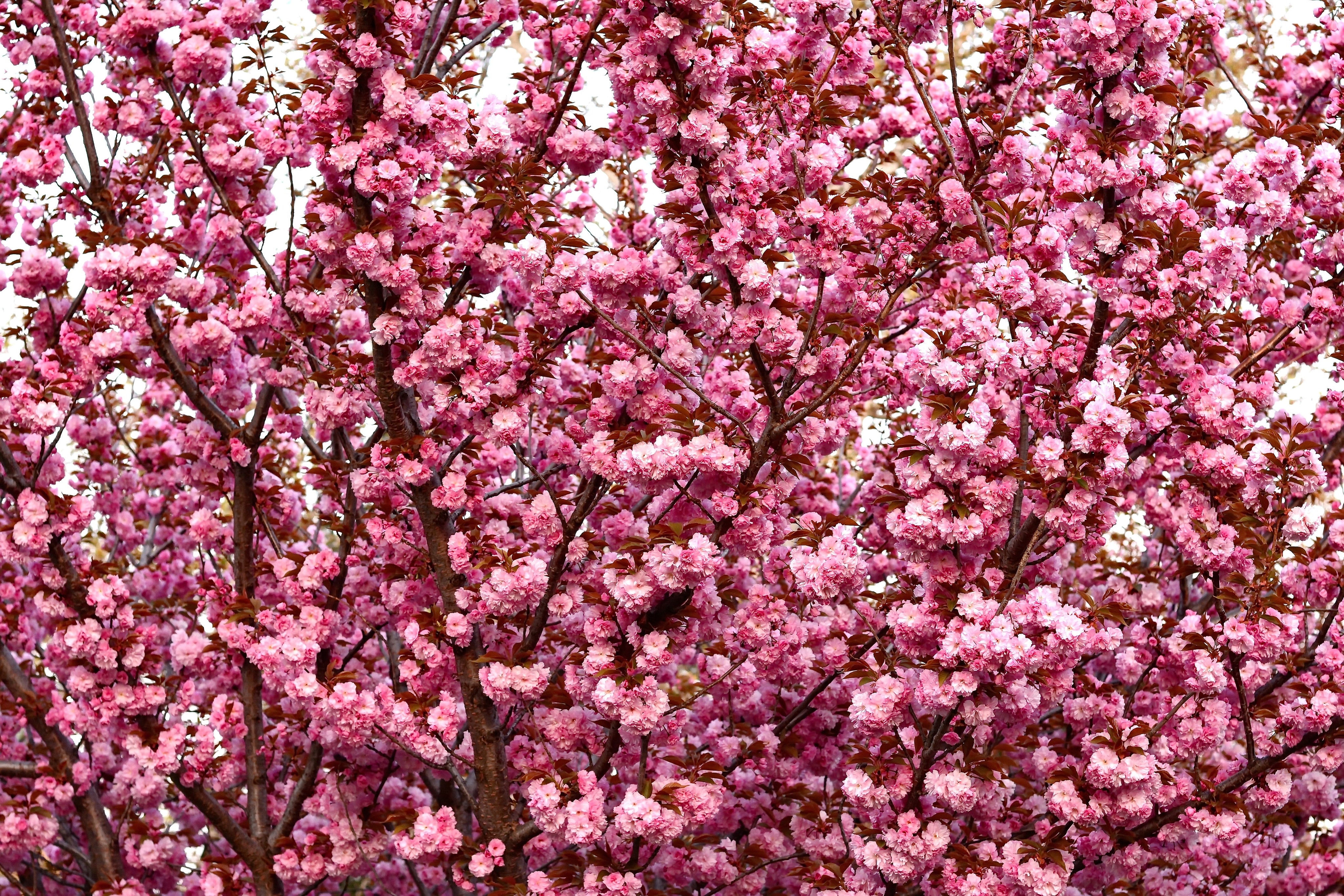 10 JAPANESE FLOWERING CHERRY Tree Oriental Prunus Serrulata Flower See ...