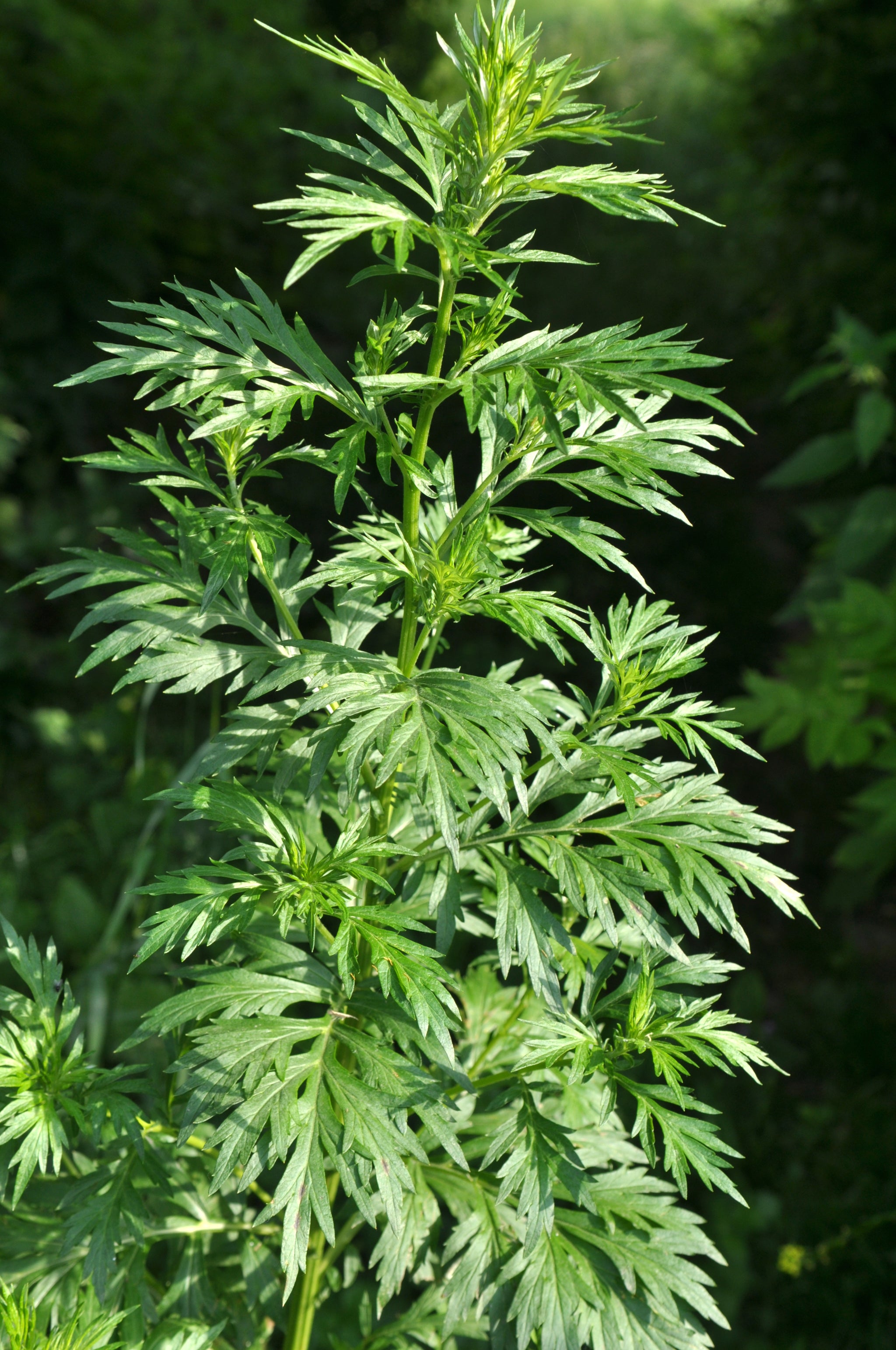 1000 COMMON MUGWORT Artemisia Vulgaris Wild Wormwood Herb Yellow Red F ...
