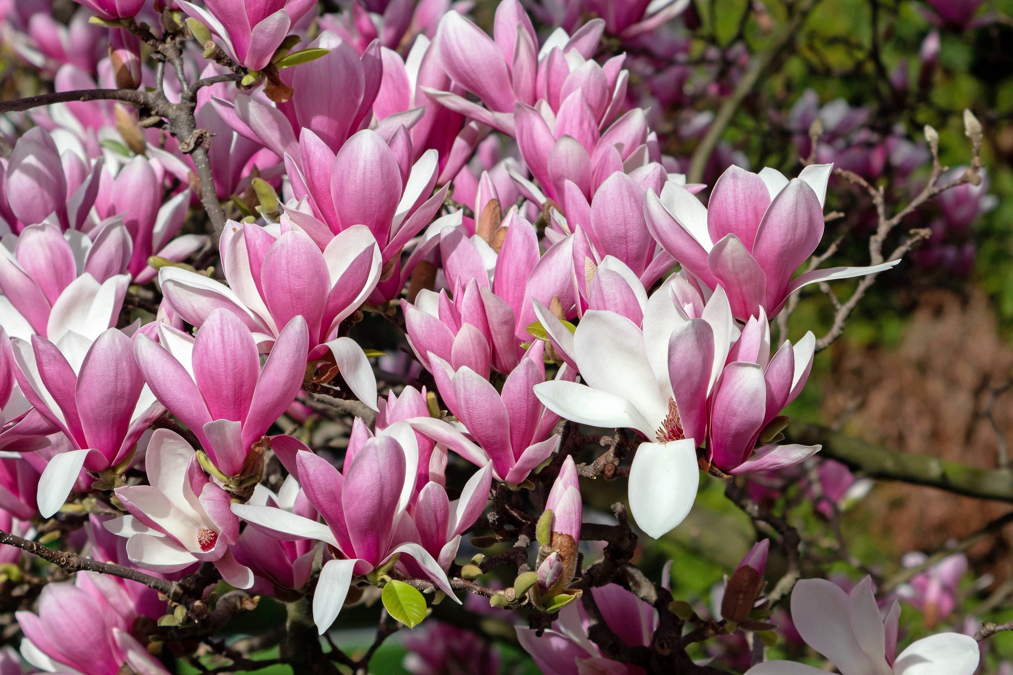 5 LILY MAGNOLIA Flower TREE Pink & Purple Fragrant Tulip Magnol Liliif ...