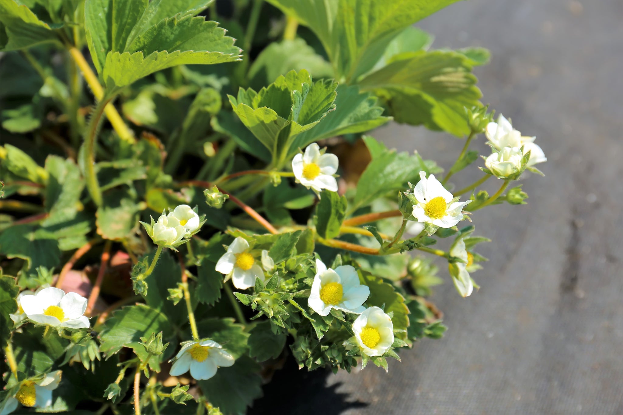 100 YELLOW WONDER STRAWBERRY Everbearing Heirloom Alpine Fragaria Vesc ...