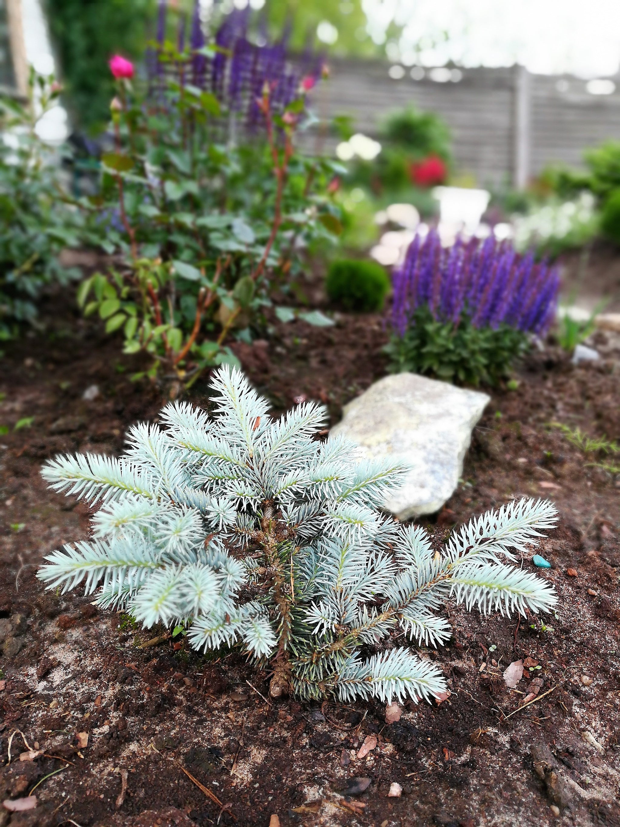 50 Colorado BLUE SPRUCE Tree Picea Pungens Glauca Christmas Tree White ...