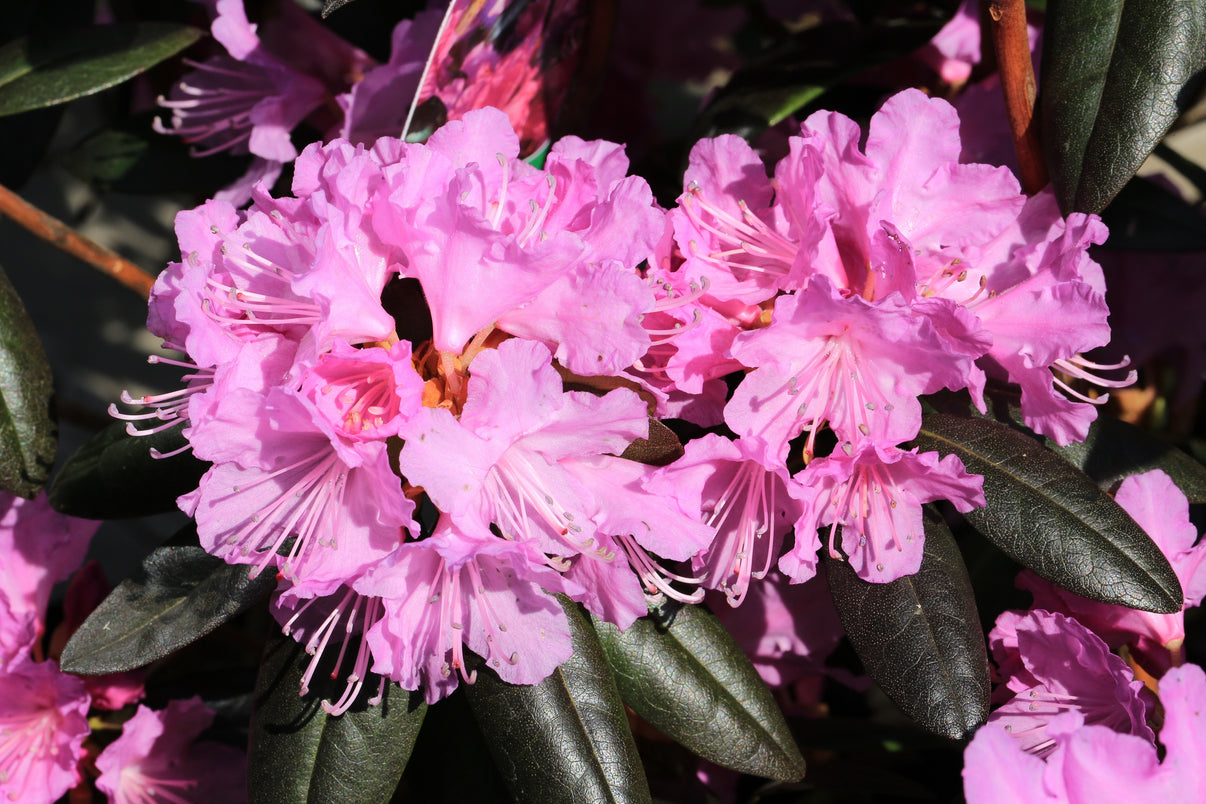 40 CAROLINA RHODODENDRON Carolinianum Dwarf Azalea Pink Purple Flower ...