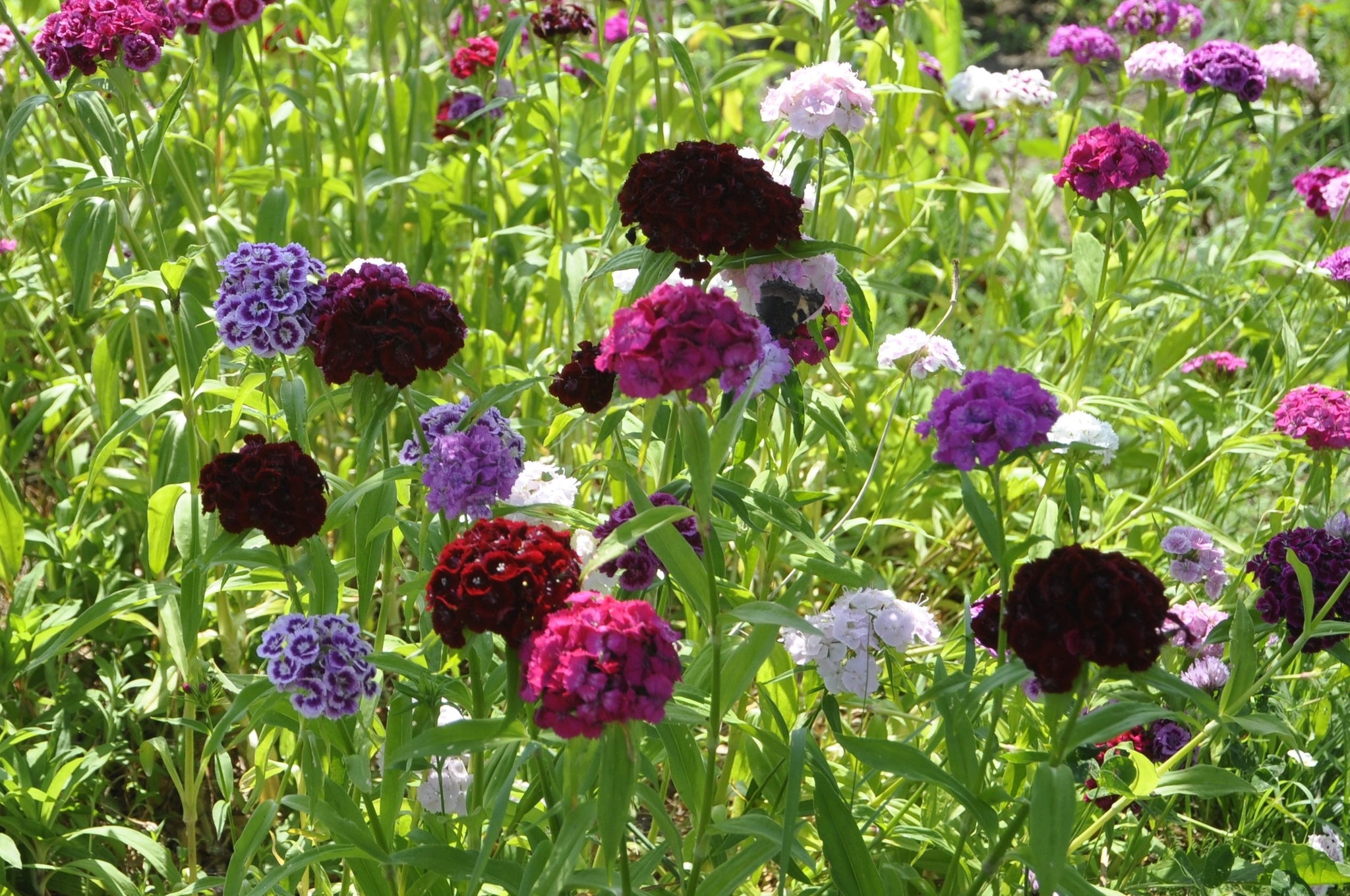 50 BLACK CARNATION King of Blacks Dianthus Caryophyllus Grenadin Doubl ...