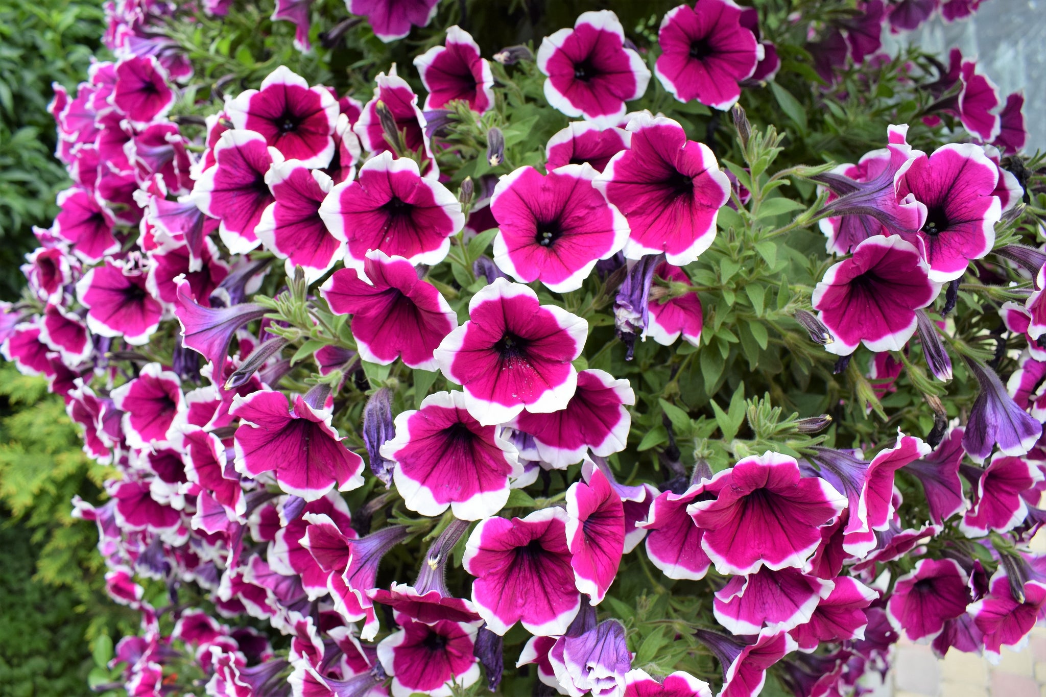 50 PICOTEE MIX PETUNIA Multiflora Mixed Colors Bicolor White Blue Purp ...