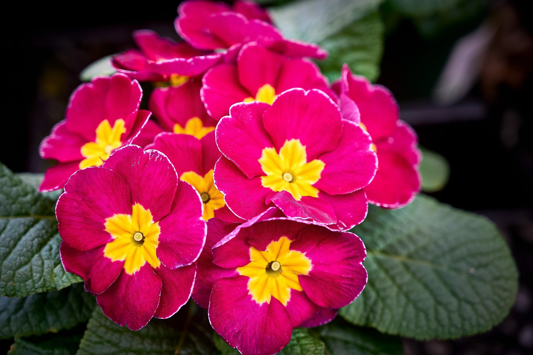 50 MIXED ENGLISH PRIMROSE Primula Vulgaris Acaulis Shade Houseplant Fl ...